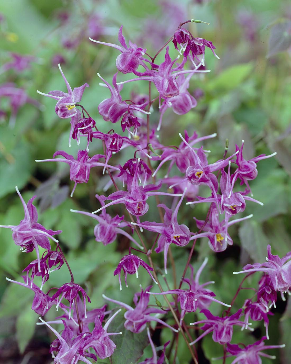 Epimedium grandiflorum 'Lilafee' bare roots — Buy purple barrenwort online at Farmer Gracy UK