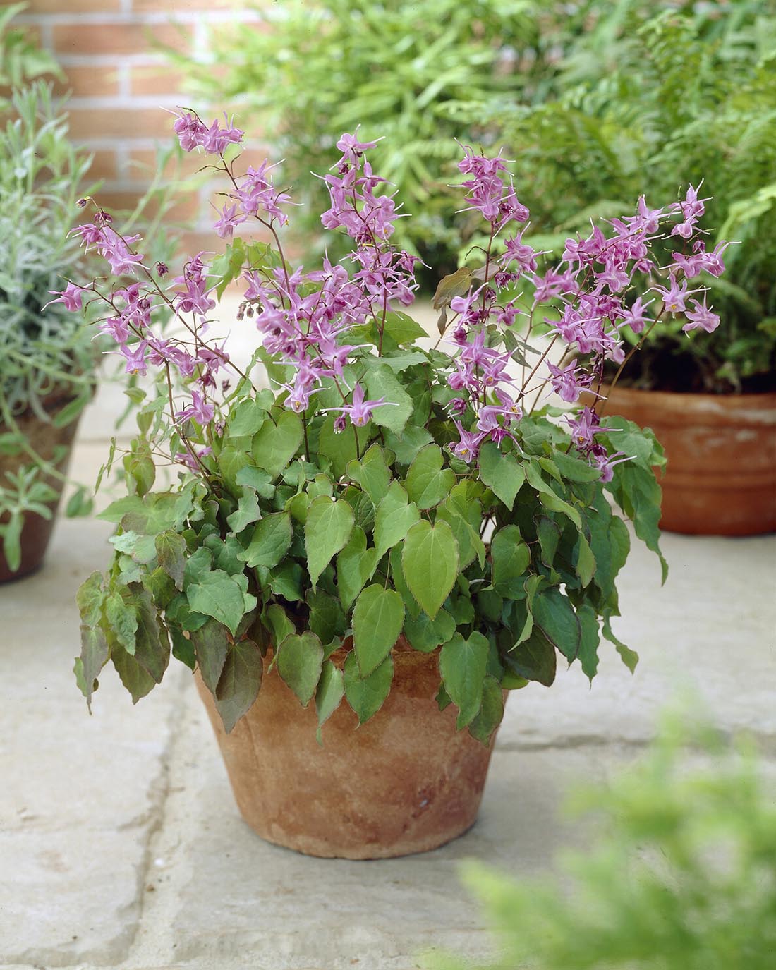 Epimedium grandiflorum 'Lilafee' bare roots — Buy purple barrenwort online at Farmer Gracy UK