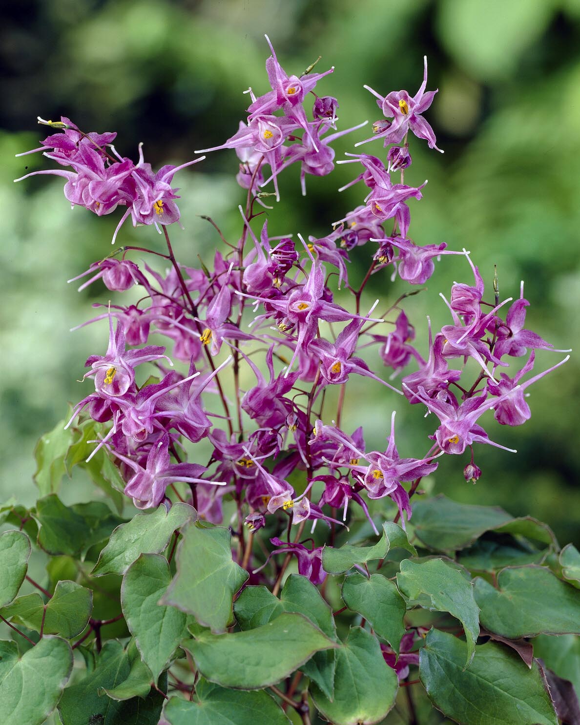 Epimedium grandiflorum 'Lilafee' bare roots | Buy purple barrenwort ...