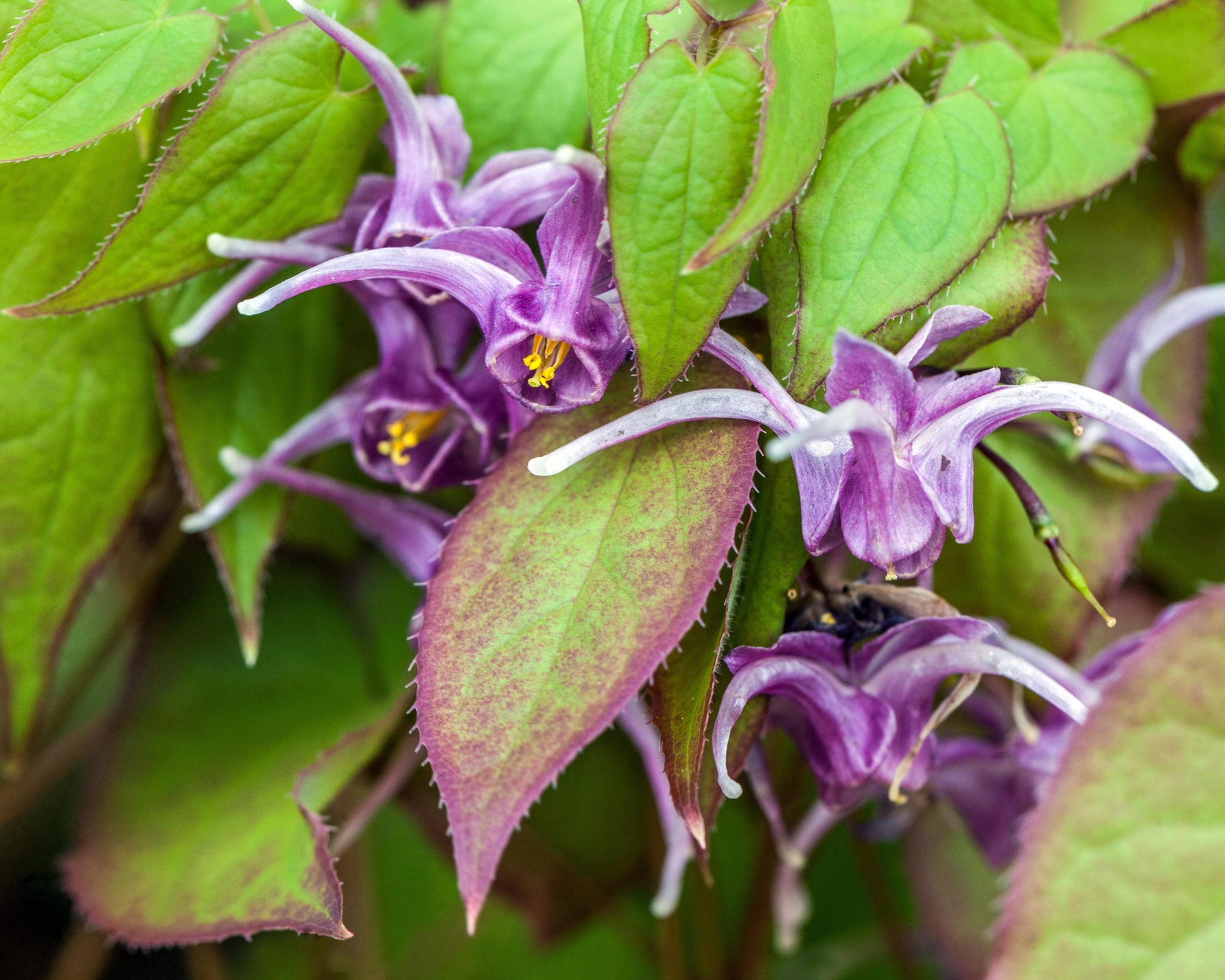 Epimedium grandiflorum 'Lilafee' bare roots — Buy purple barrenwort online at Farmer Gracy UK