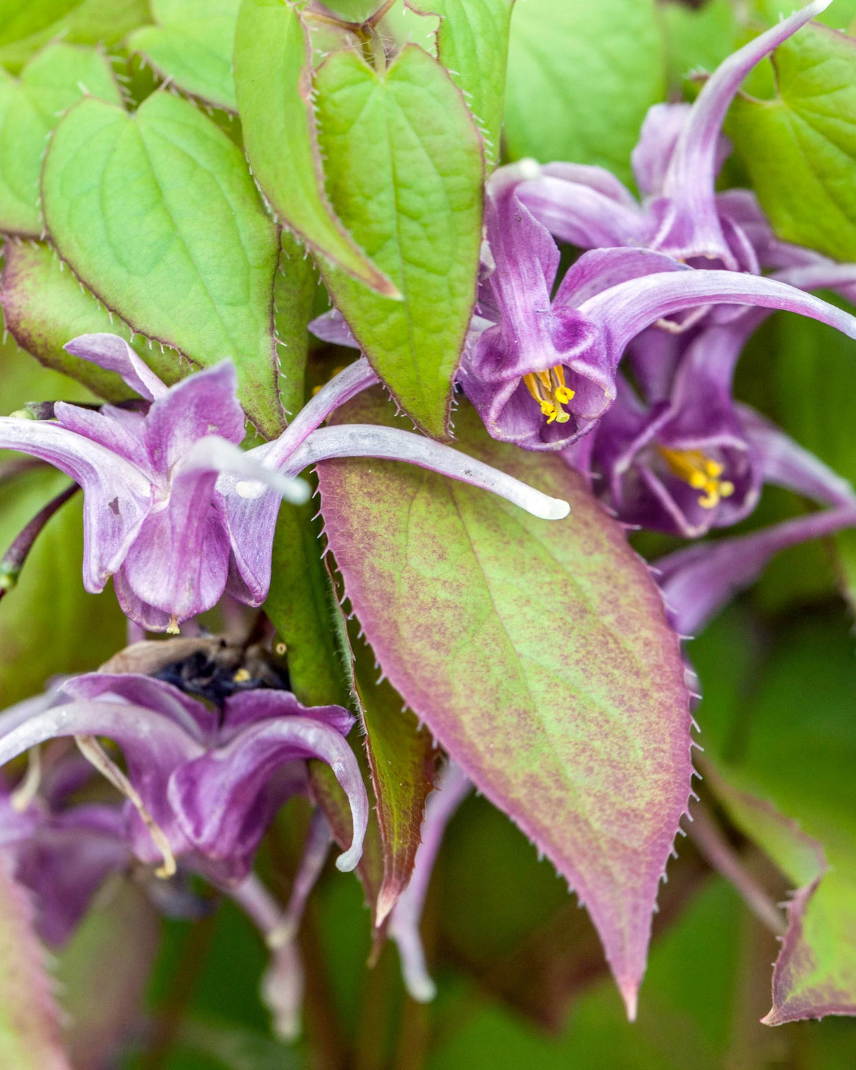 Epimedium grandiflorum 'Lilafee' bare roots | Buy purple barrenwort ...