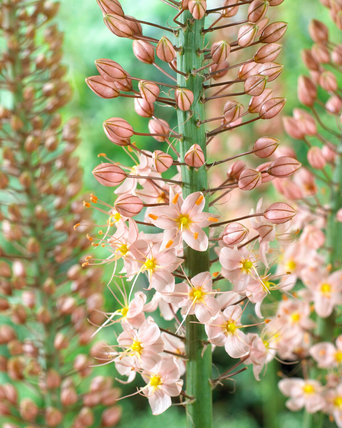 Eremurus 'Romance' bulbs — Buy peachy-pink foxtail lilies online at ...