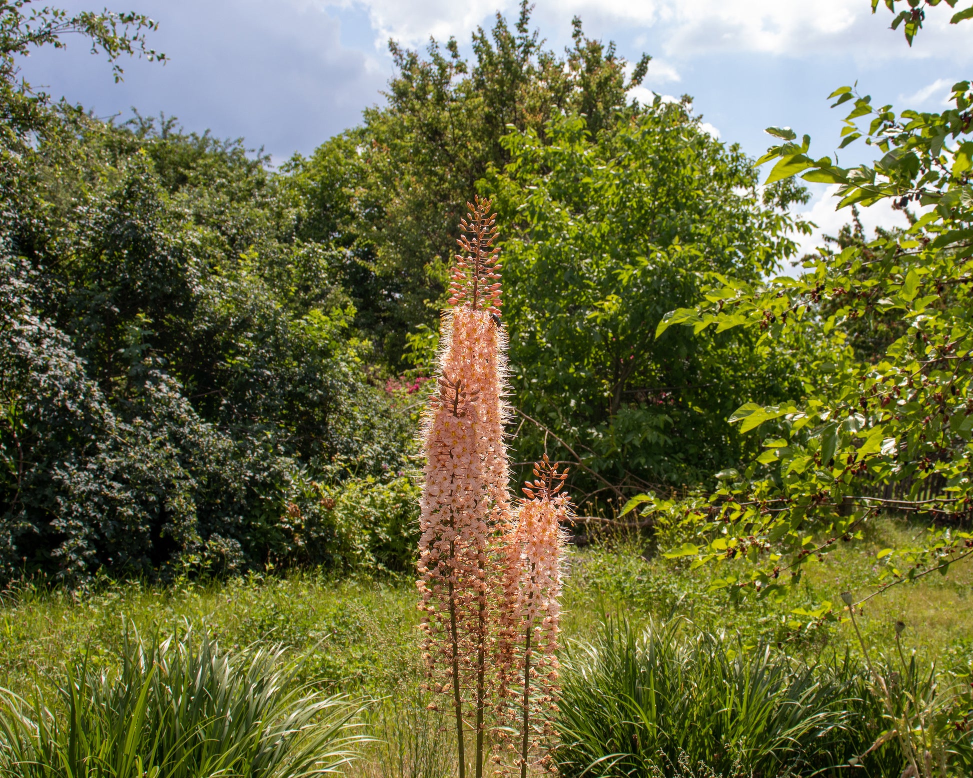 Eremurus 'Romance' bulbs | Buy peachy-pink foxtail lilies online at ...