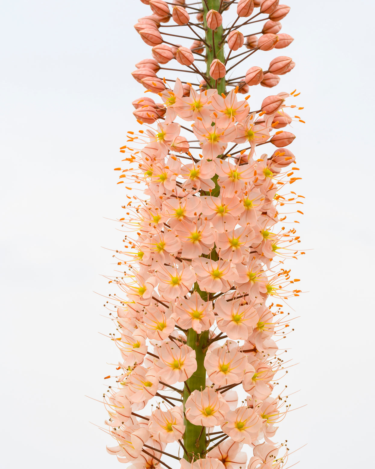 Eremurus 'Romance' bulbs — Buy peachy-pink foxtail lilies online at ...