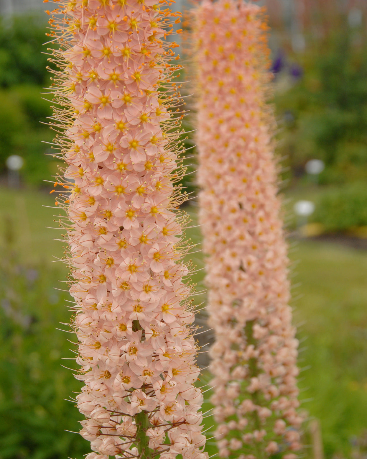 Eremurus 'Romance' bulbs — Buy peachy-pink foxtail lilies online at ...