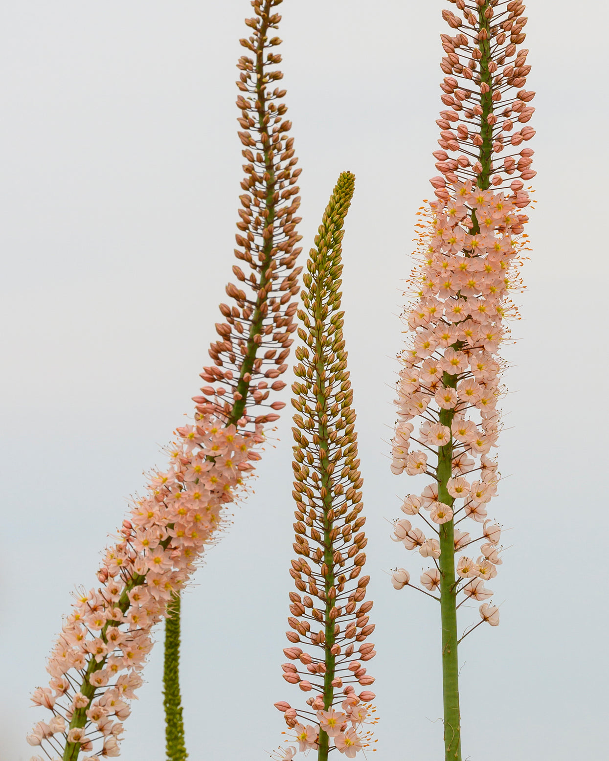 Eremurus 'Romance' bulbs | Buy peachy-pink foxtail lilies online at ...
