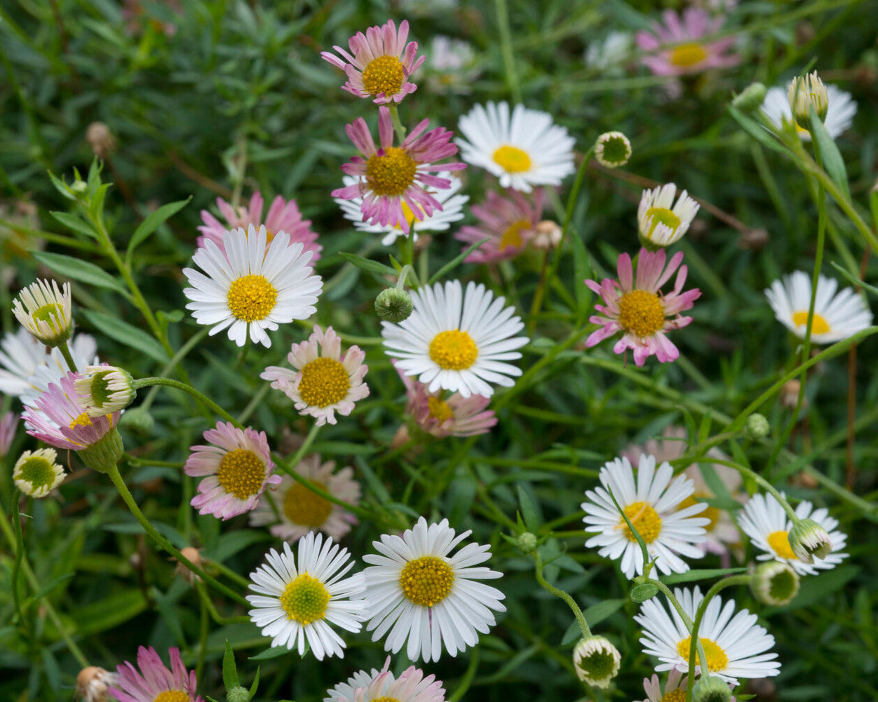 Erigeron karvinskianus (Mexican fleabane) — Buy online at Farmer Gracy UK