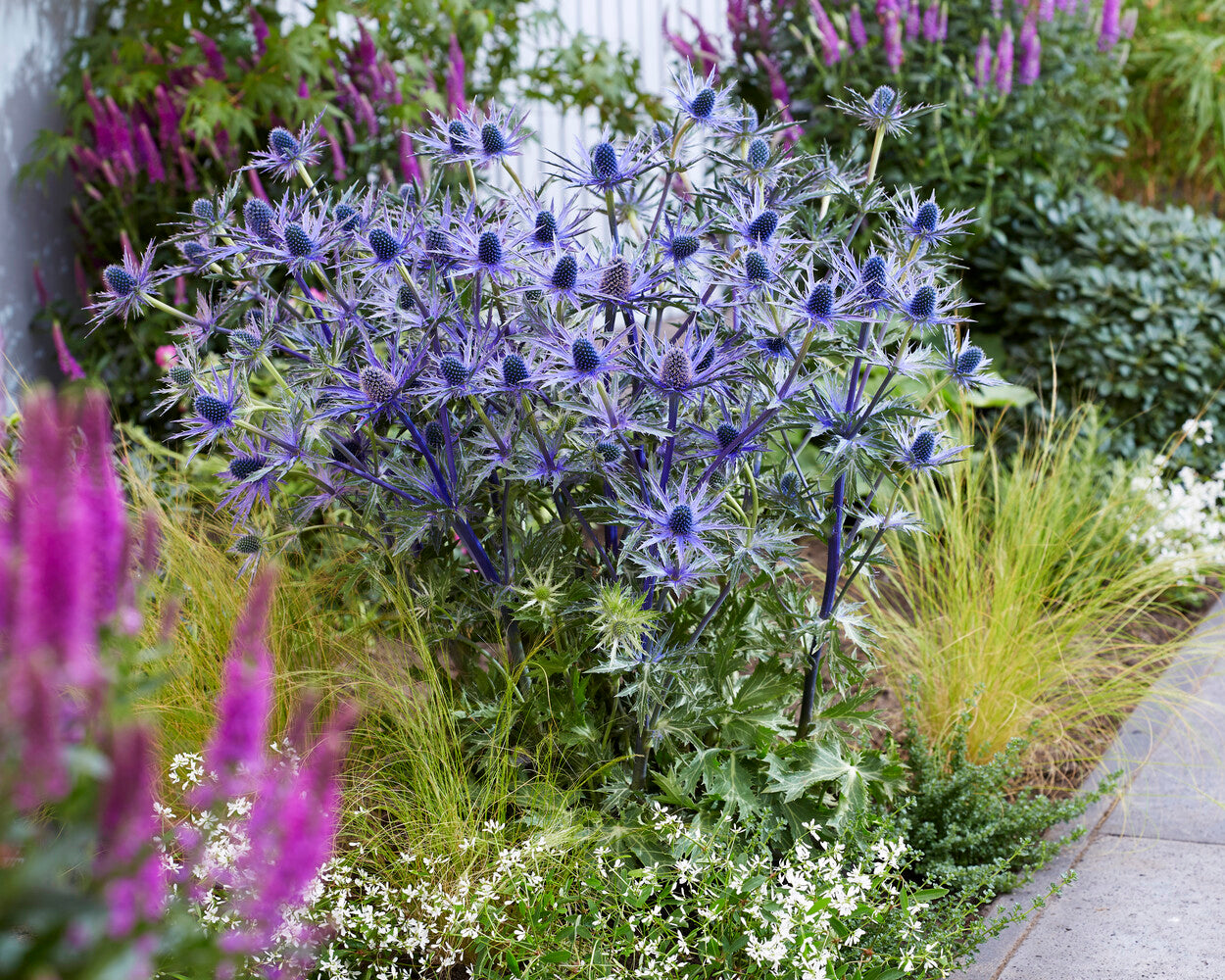 Eryngium × olivierianum 'Jos Eijking' bare roots — Buy sea hollies ...