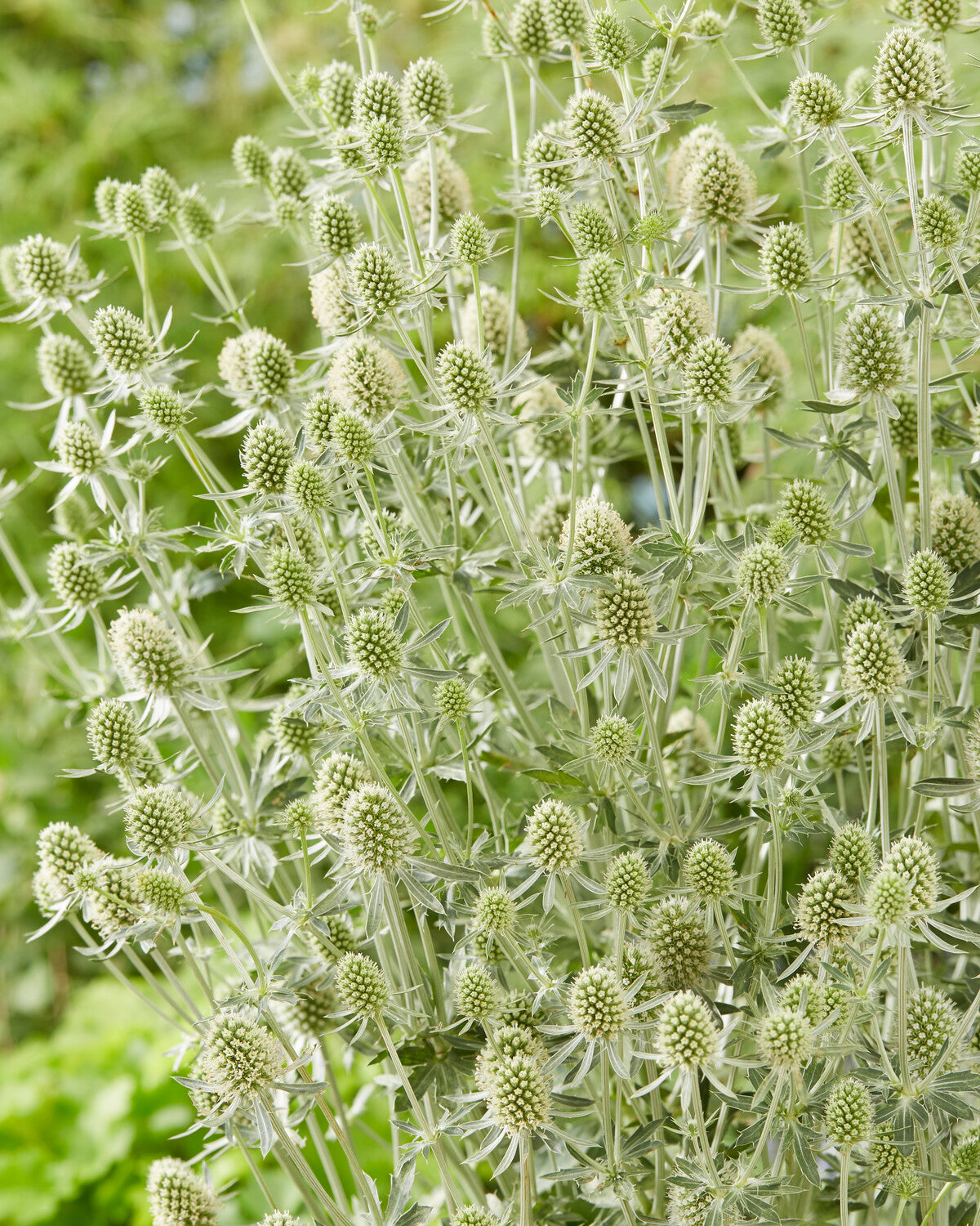 Eryngium planum 'Magical Silver' bare roots | Buy sea holly plants ...