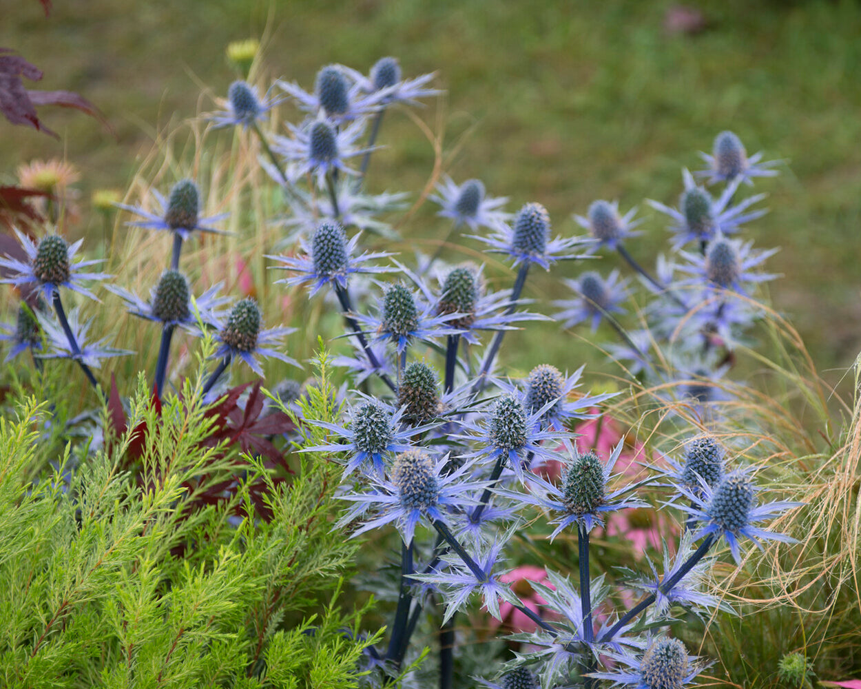 Eryngium planum (blue eryngo) bare roots — Buy sea holly online at ...