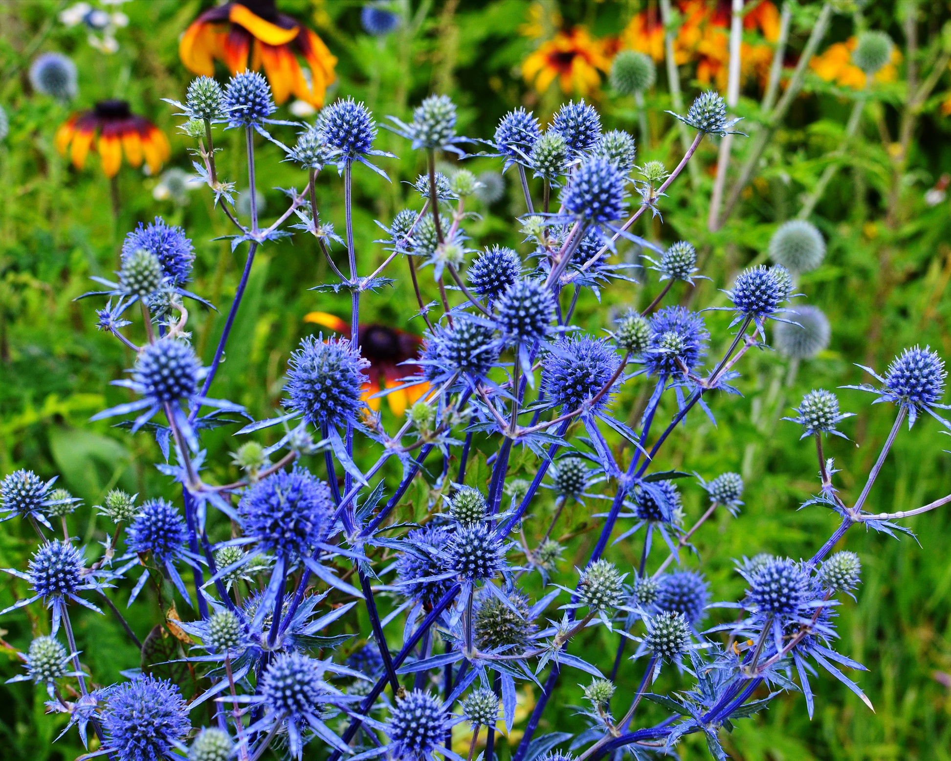 Eryngium planum (blue eryngo) bare roots — Buy sea holly online at ...