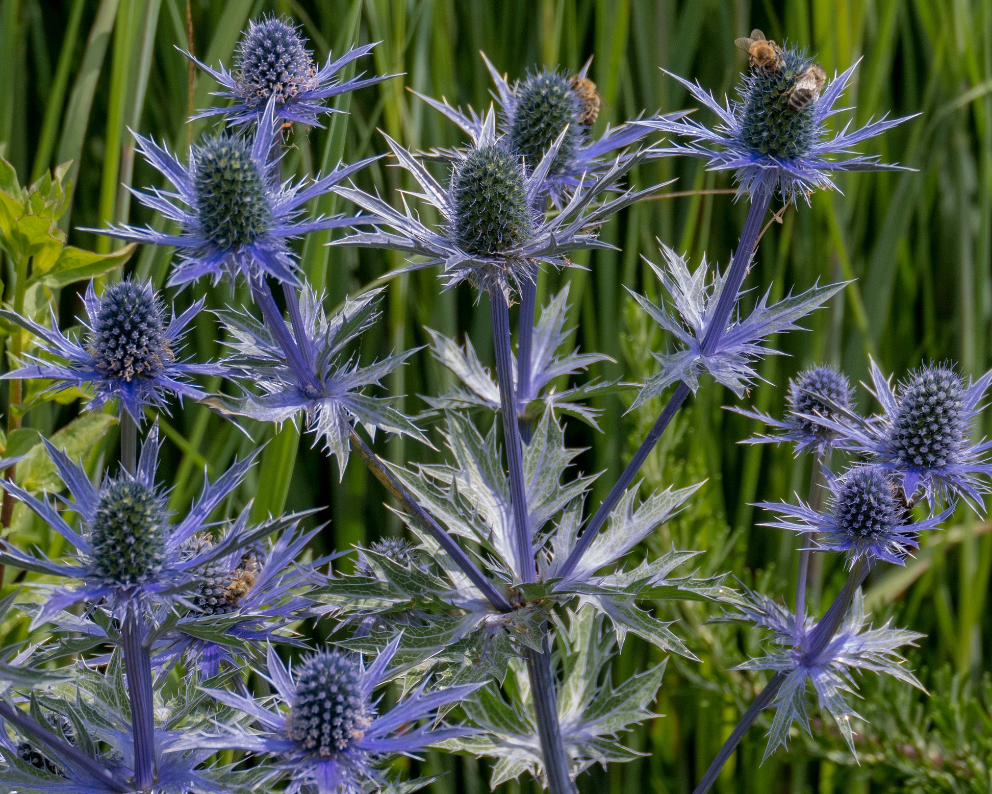 Eryngium planum (blue eryngo) bare roots — Buy sea holly online at ...