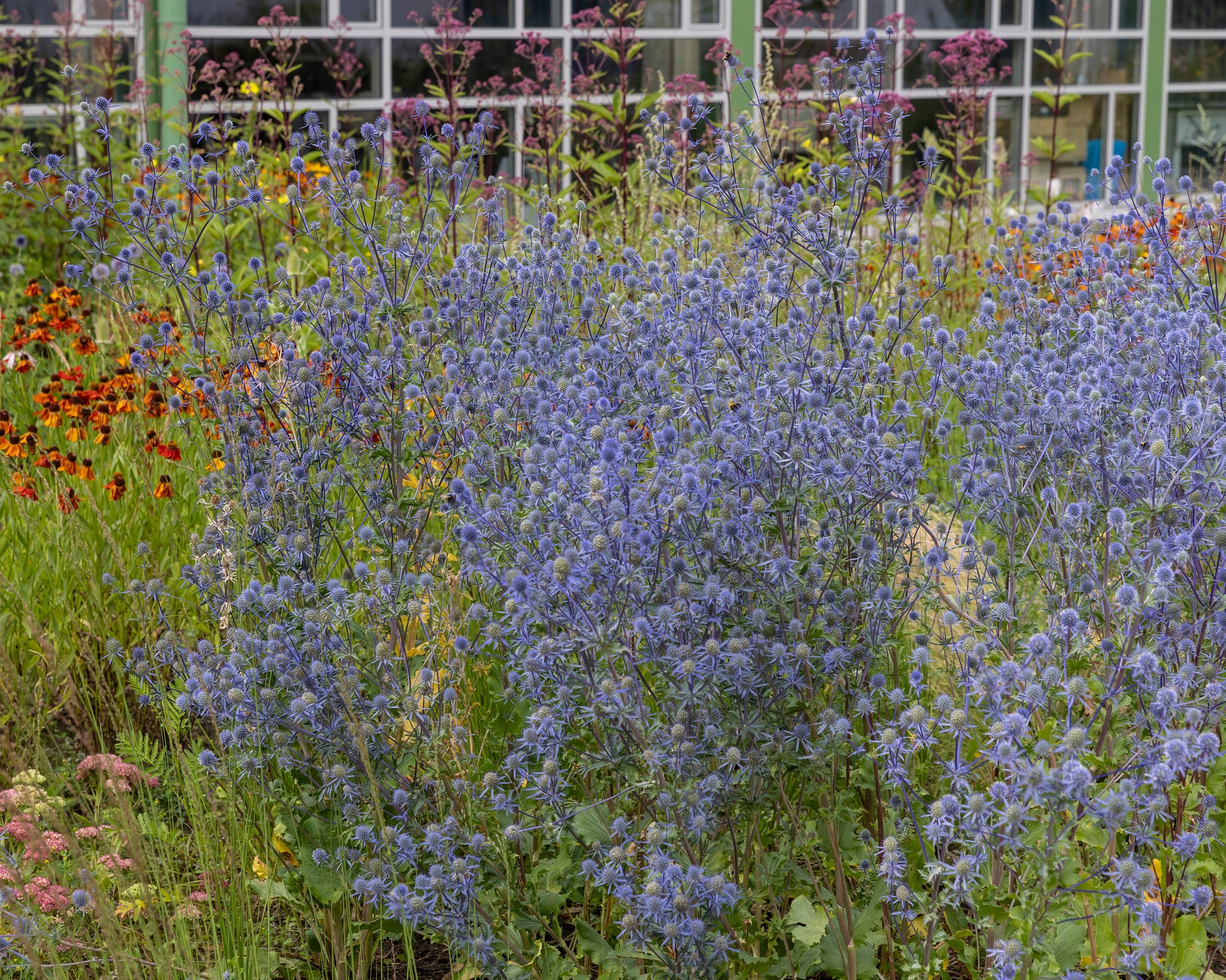 Eryngium planum (blue eryngo) bare roots | Buy sea holly online at ...