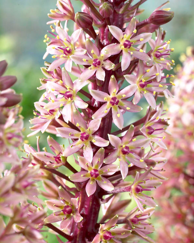 Eucomis autumnalis (Pineapple Lily) Bulbs — Buy online at Farmer Gracy UK