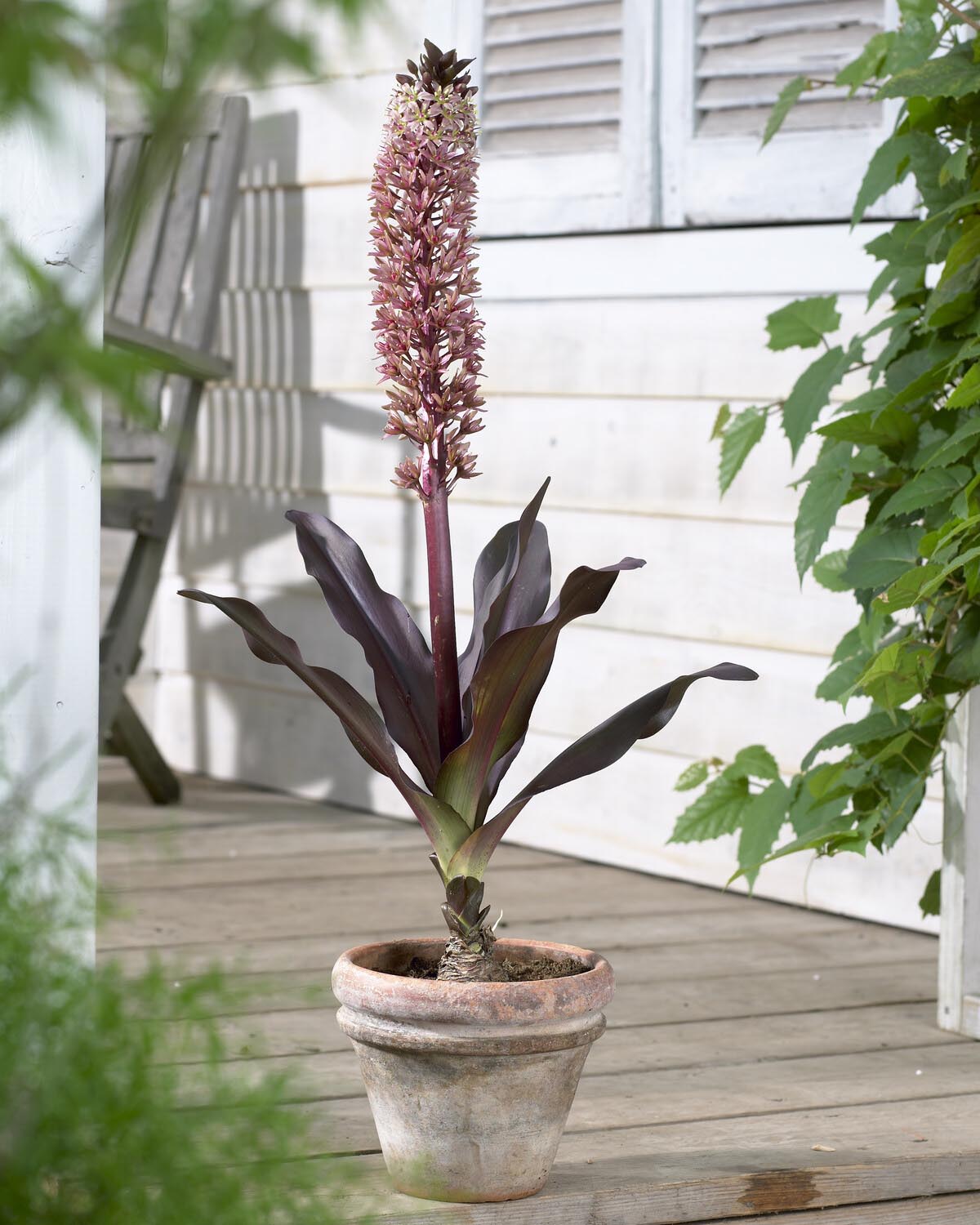 Eucomis comosa 'Sparkling Burgundy' bulbs — Buy pink pineapple lilies ...
