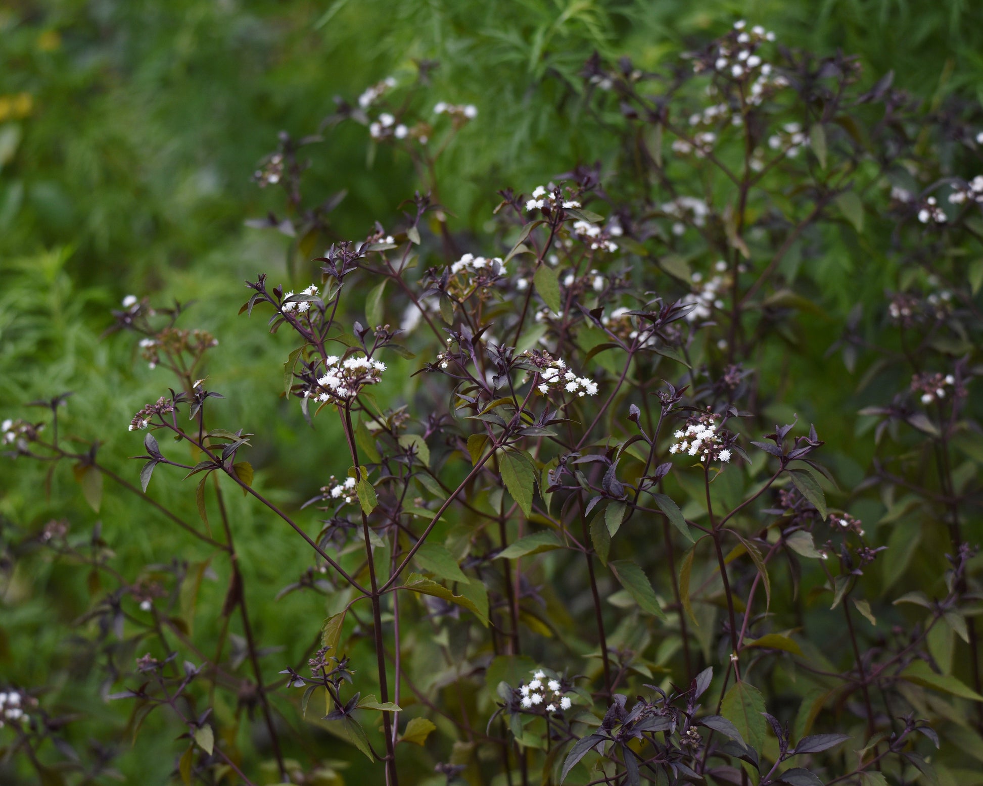Eupatorium rugosum 'Chocolate' bare roots — Buy white snakeroot online ...