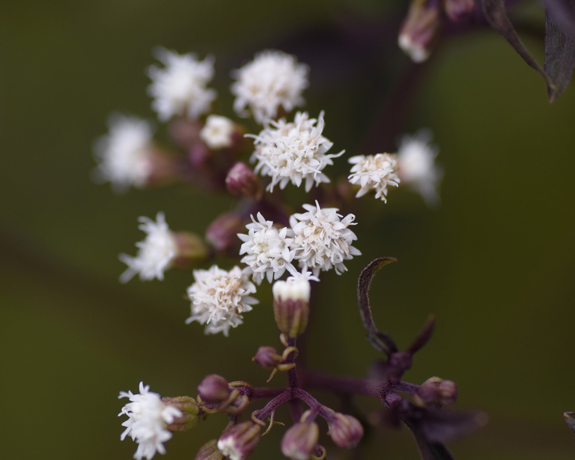 Eupatorium rugosum 'Chocolate' bare roots — Buy white snakeroot online ...