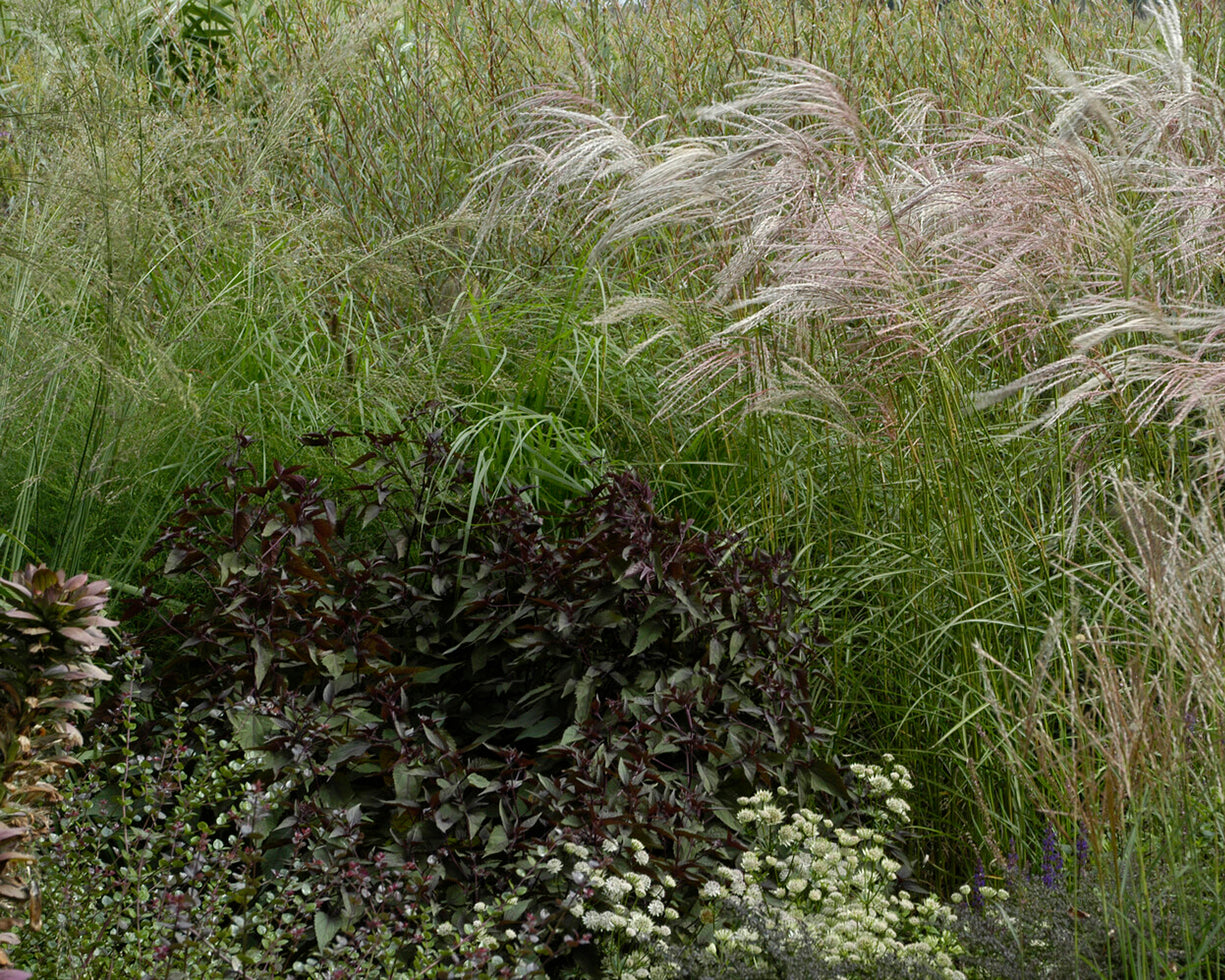 Eupatorium rugosum 'Chocolate' bare roots — Buy white snakeroot online ...