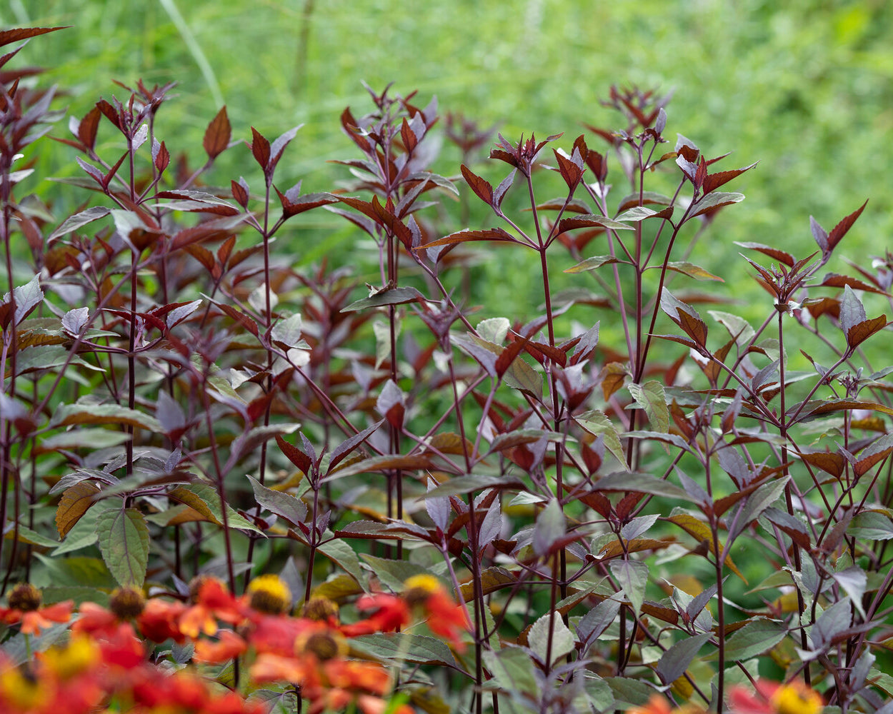 Eupatorium rugosum 'Chocolate' bare roots — Buy white snakeroot online ...