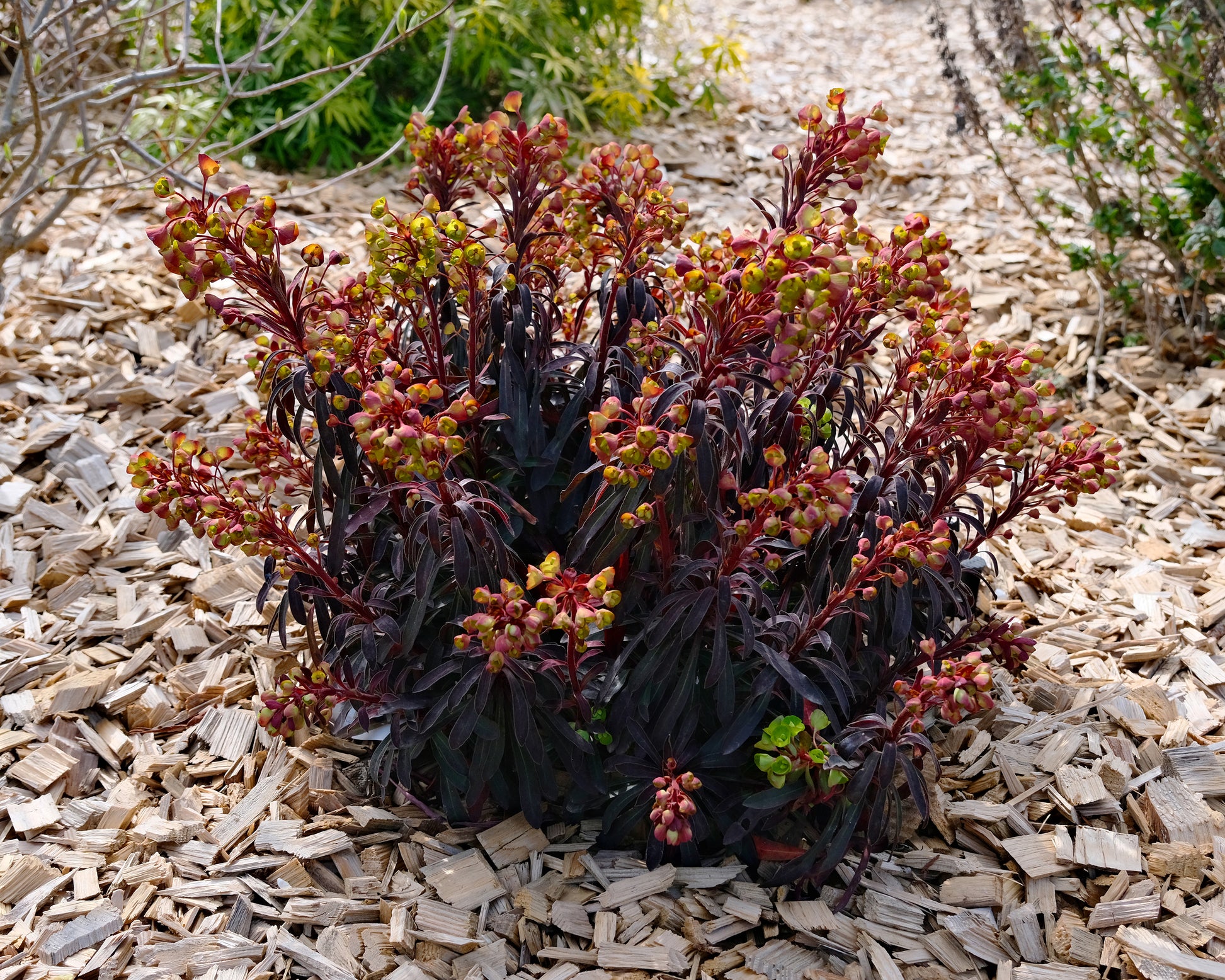 Euphorbia 'Miners Merlot' bare roots — Buy spurges online at Farmer ...