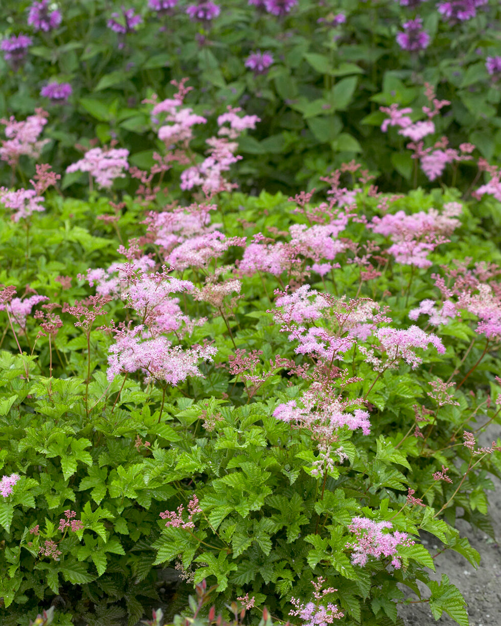 Filipendula 'Kahome' bare roots — Buy meadowsweet plants online at ...