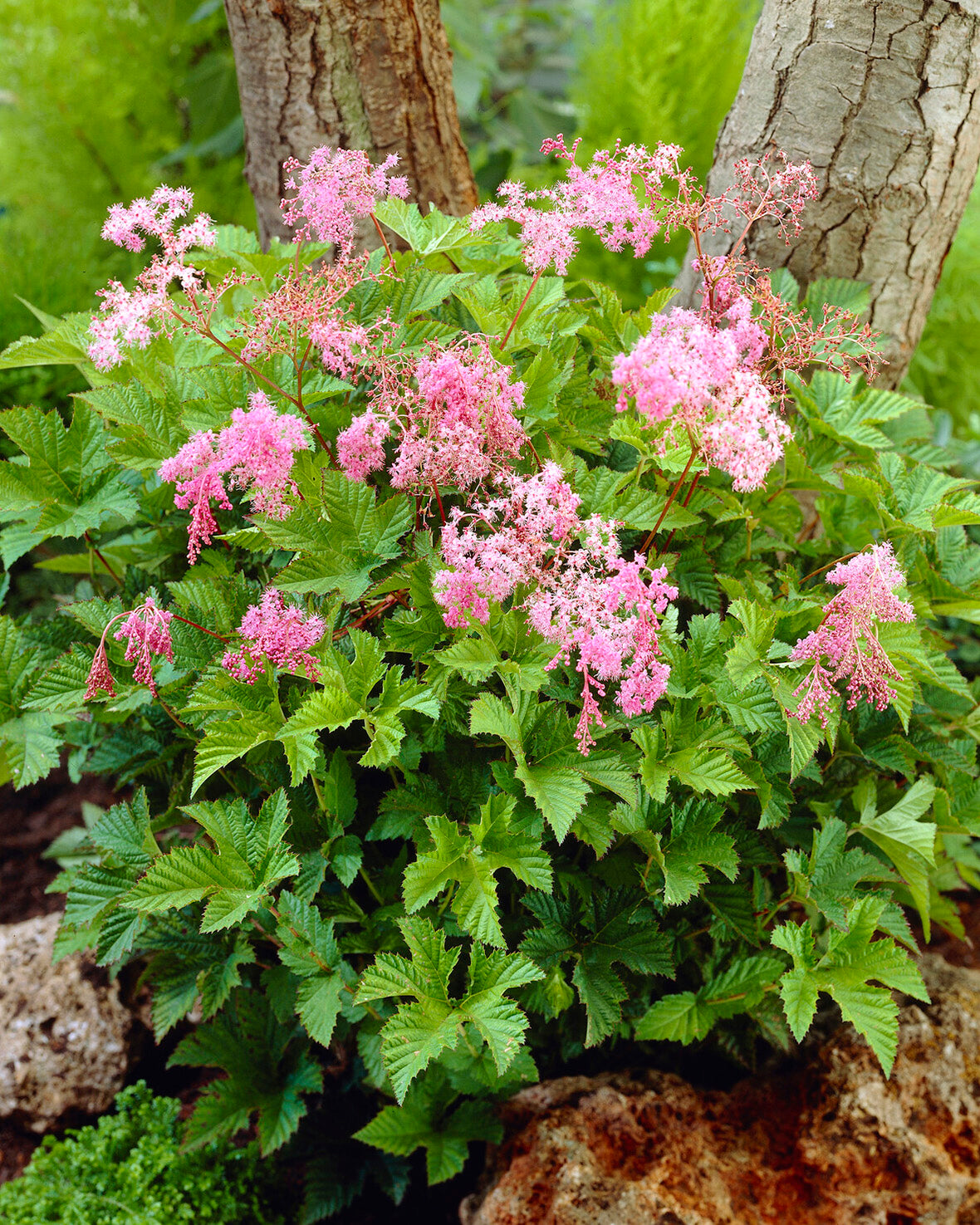 Filipendula 'Kahome' bare roots — Buy meadowsweet plants online at ...