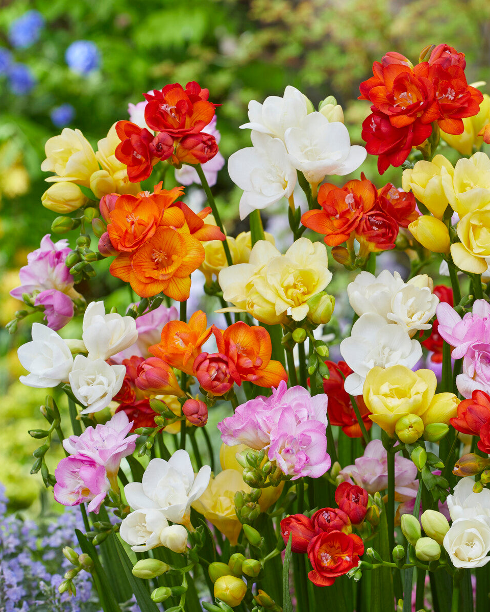 Freesia 'Double Mix' bulbs/corms — Buy double mixed-coloured Freesias ...