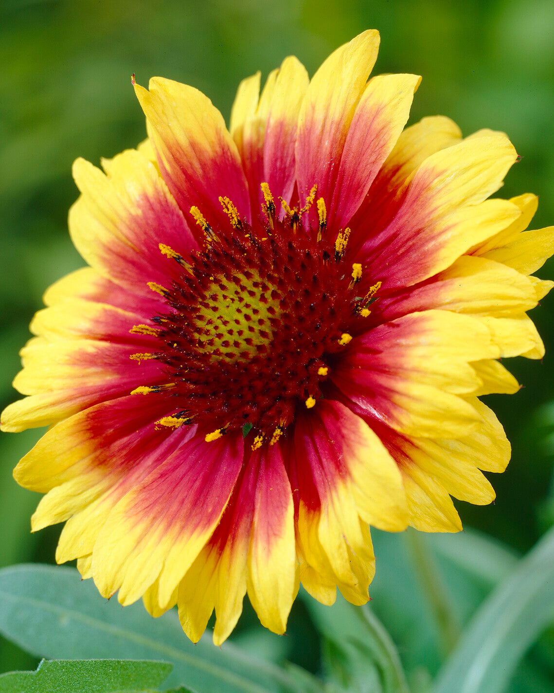 Gaillardia × grandiflora 'Kobold' (blanketflower) — Buy online at ...