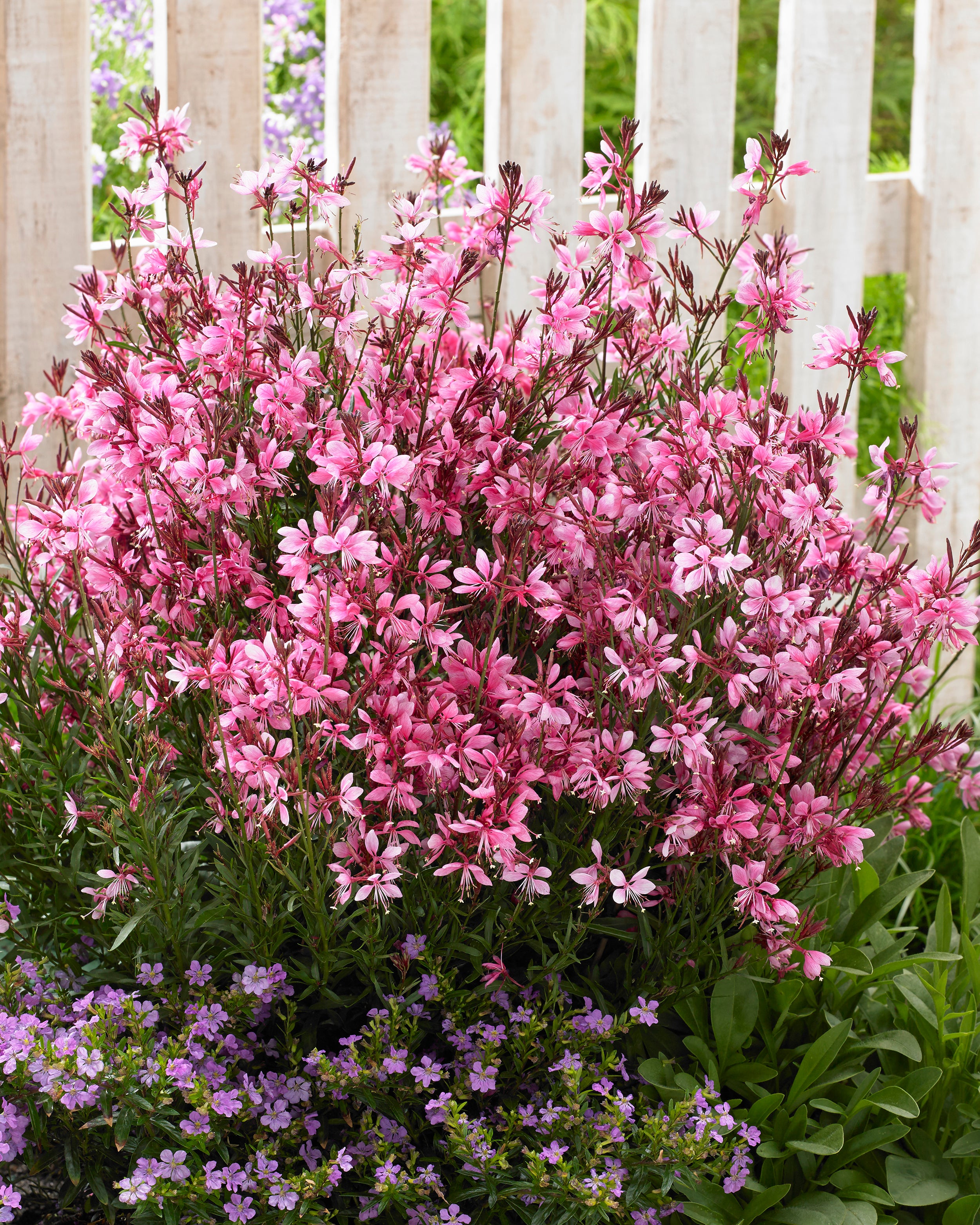 Gaura 'Baby Butterfly Dark Pink' bare roots — Buy dwarf beeblossom ...