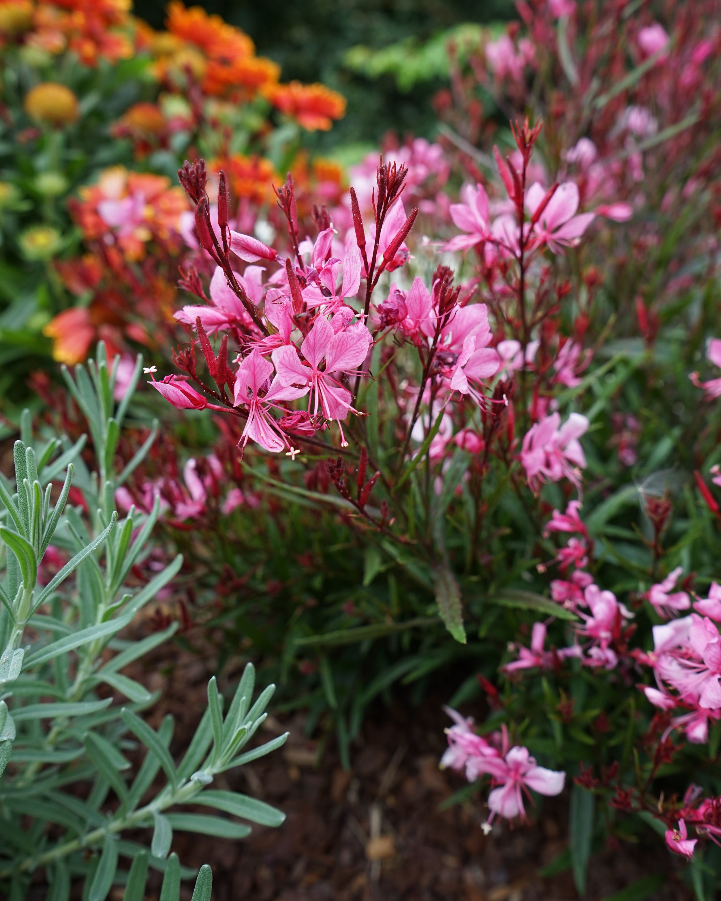 Gaura 'Baby Butterfly Dark Pink' bare roots — Buy dwarf beeblossom ...