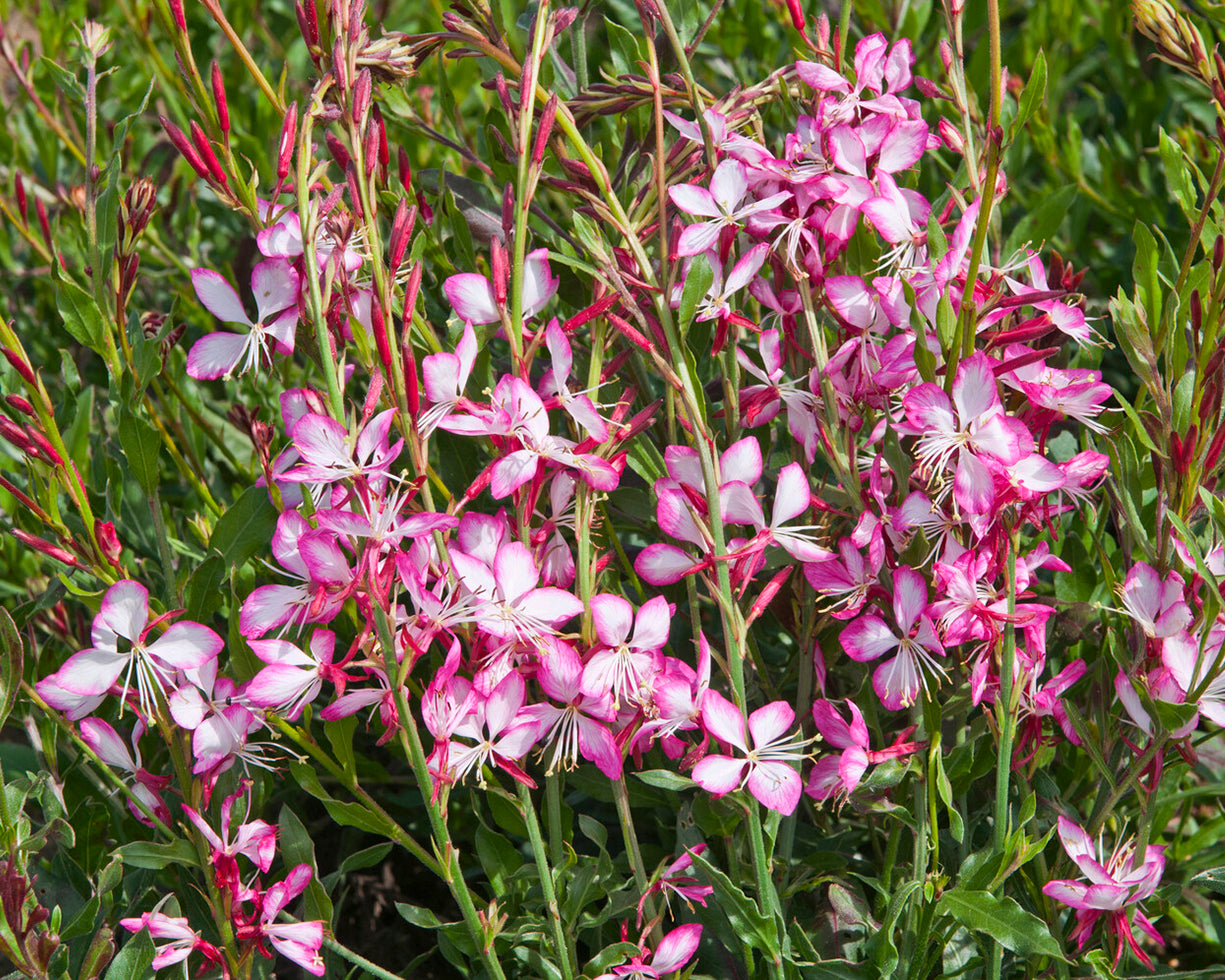 Gaura 'Rosy Jane' bare roots — Buy pink beeblossom online at Farmer Gracy UK