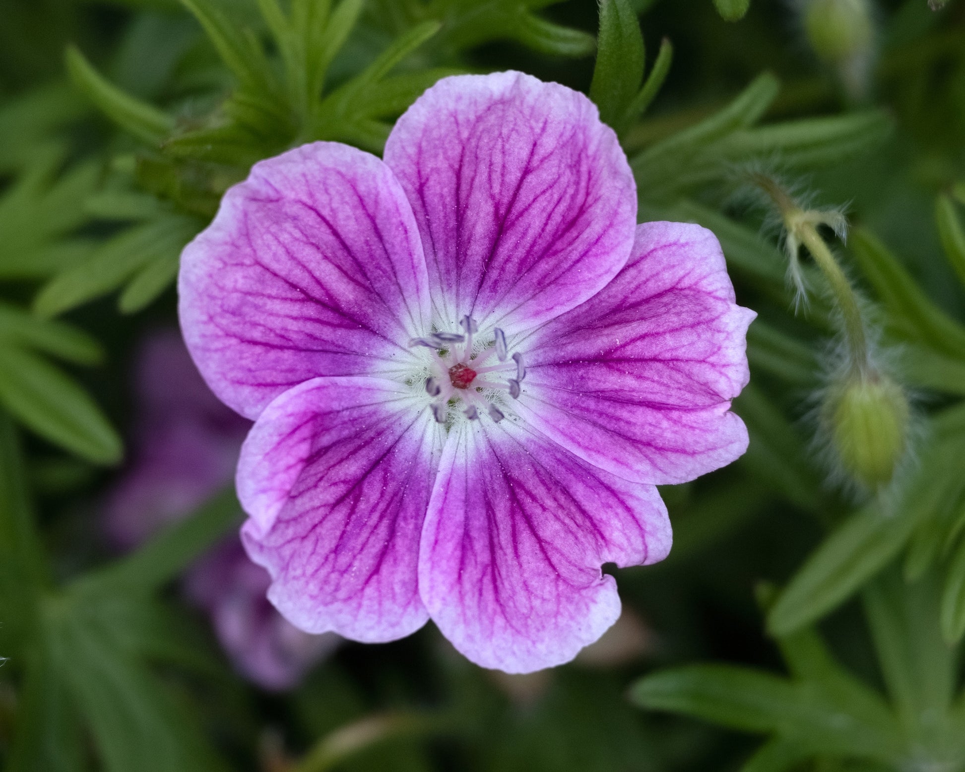 Geranium Elke Bare Roots — Buy Pink Cranesbill Online At Farmer Gracy Uk