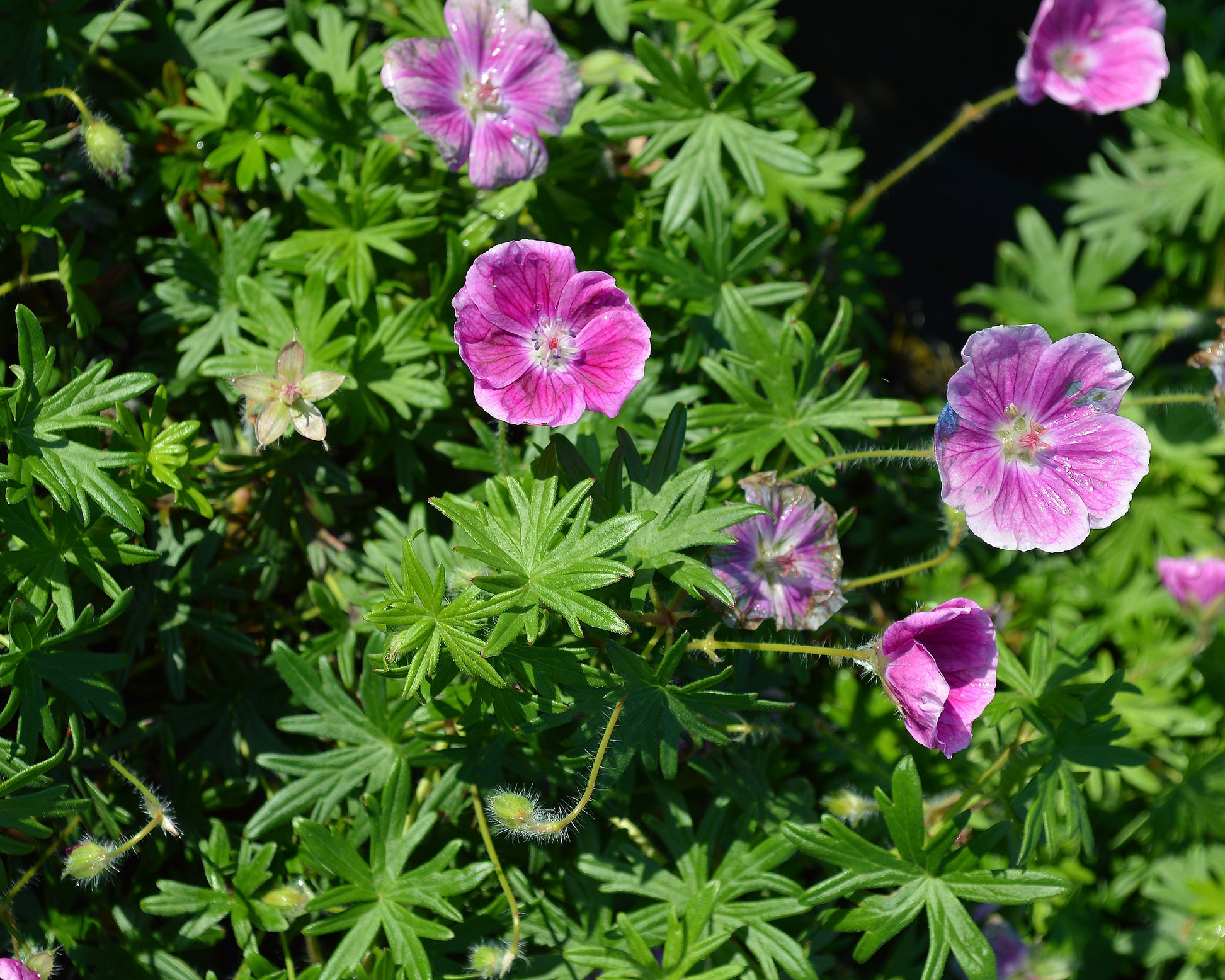 Geranium Elke Bare Roots — Buy Pink Cranesbill Online At Farmer Gracy Uk