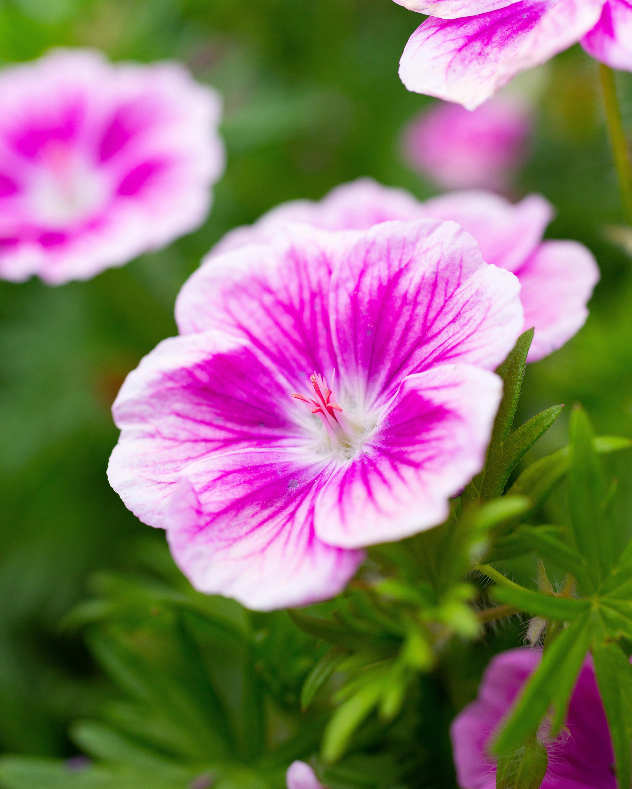 Geranium 'Elke' bare roots — Buy pink cranesbill online at Farmer Gracy UK