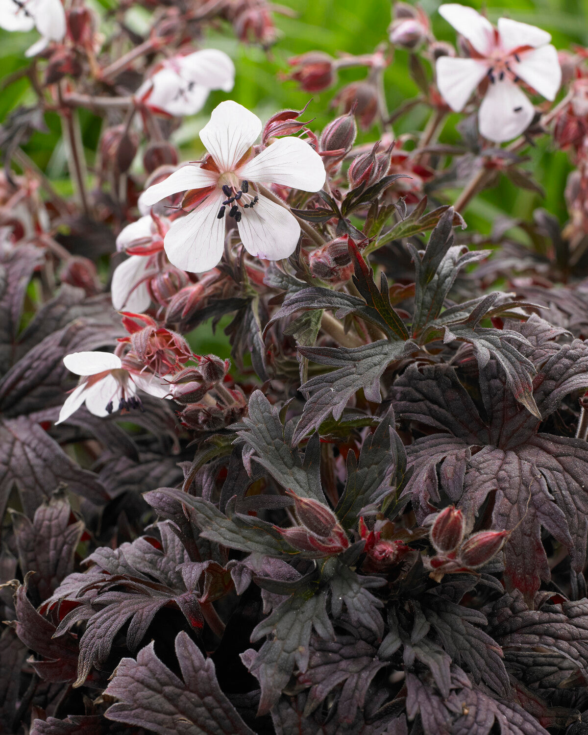 Geranium pratense 'Midnight Ghost' bare roots — Buy cranesbill online ...
