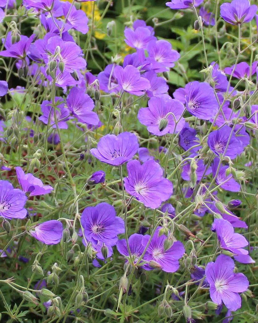 Geranium Rozanne ('Gerwat'ᴾᴮᴿ) bare roots | Buy Rozanne cranesbill ...