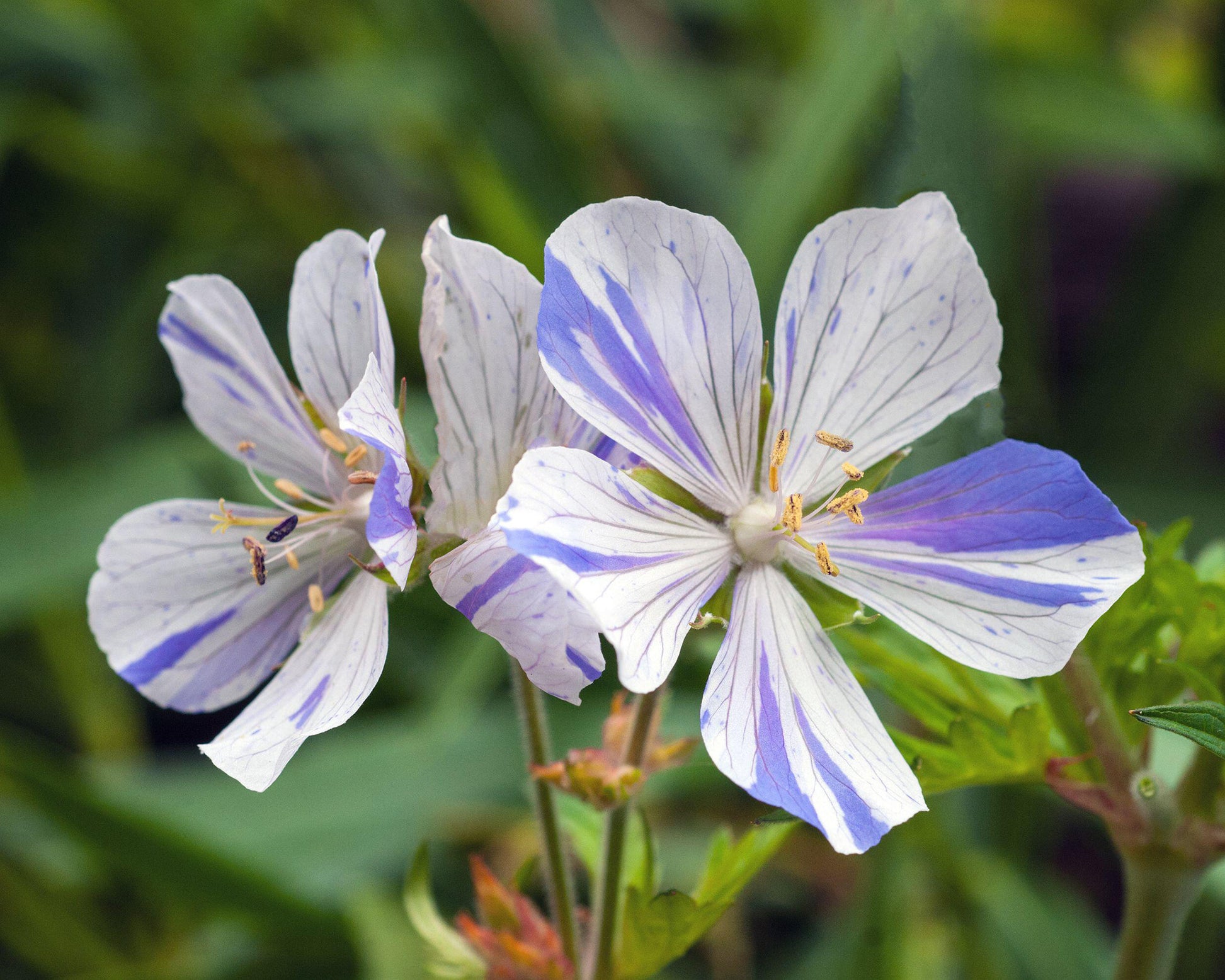 Geranium pratense 'Splish-Splash' bare roots — Buy meadow cranesbill ...