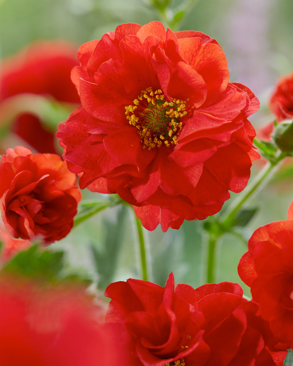 Geum 'Firestarter' bare roots — Buy red avens online at Farmer Gracy UK