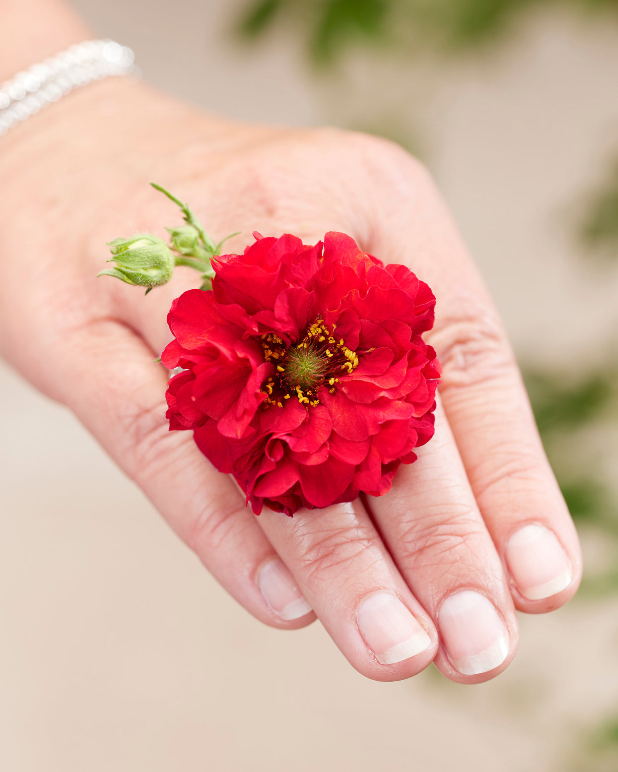 Geum 'Firestarter' bare roots — Buy red avens online at Farmer Gracy UK