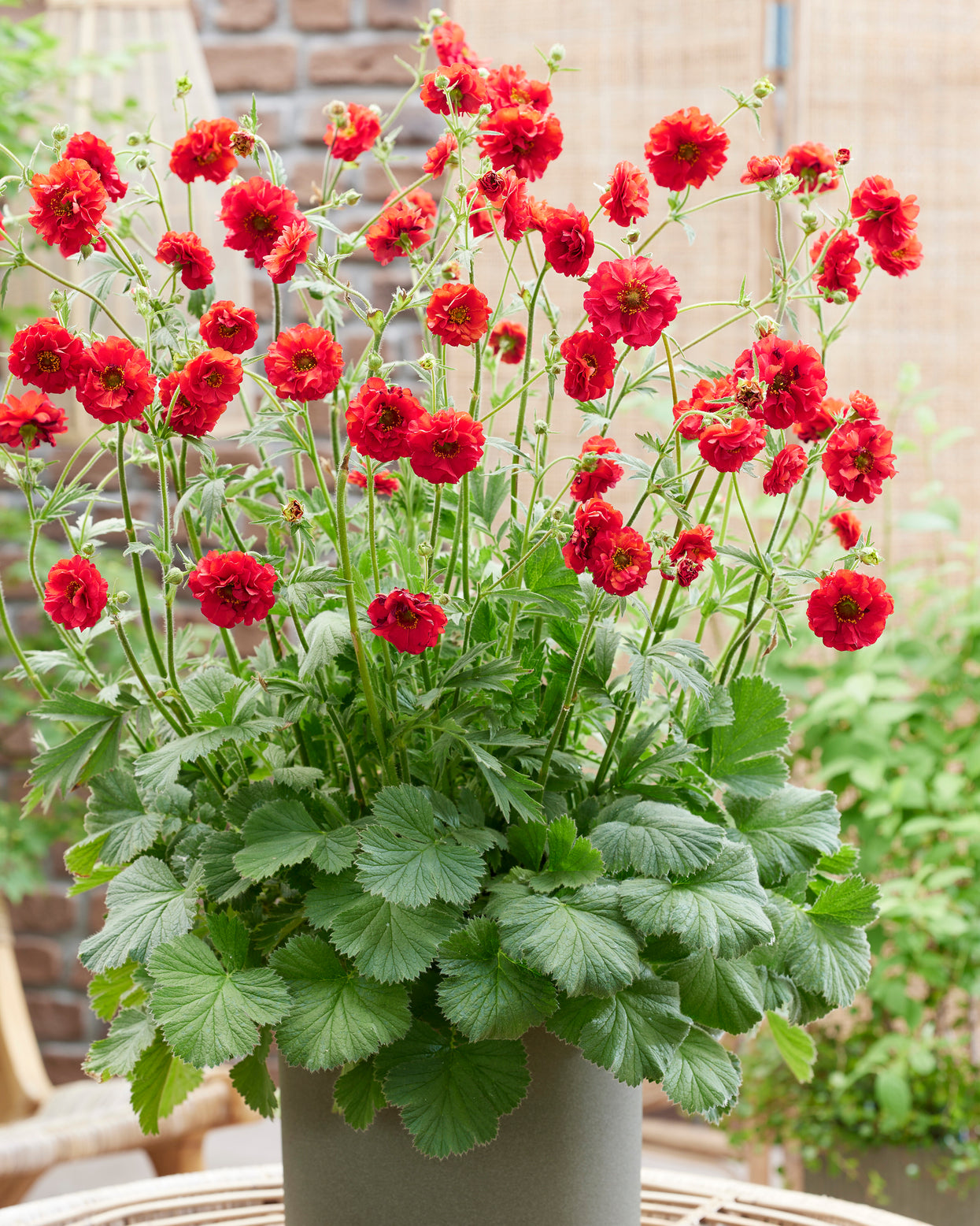 Geum 'Firestarter' bare roots — Buy red avens online at Farmer Gracy UK