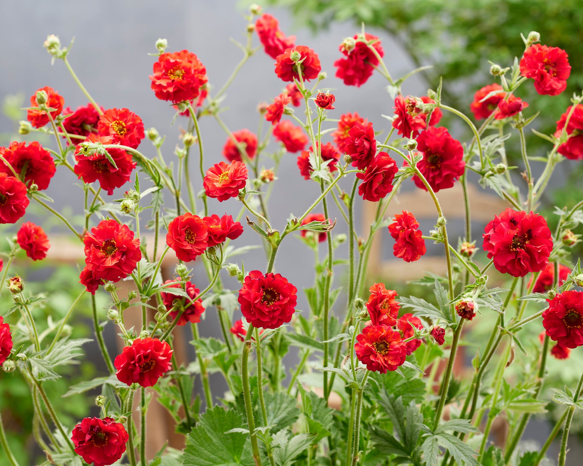 Geum 'Firestarter' bare roots — Buy red avens online at Farmer Gracy UK