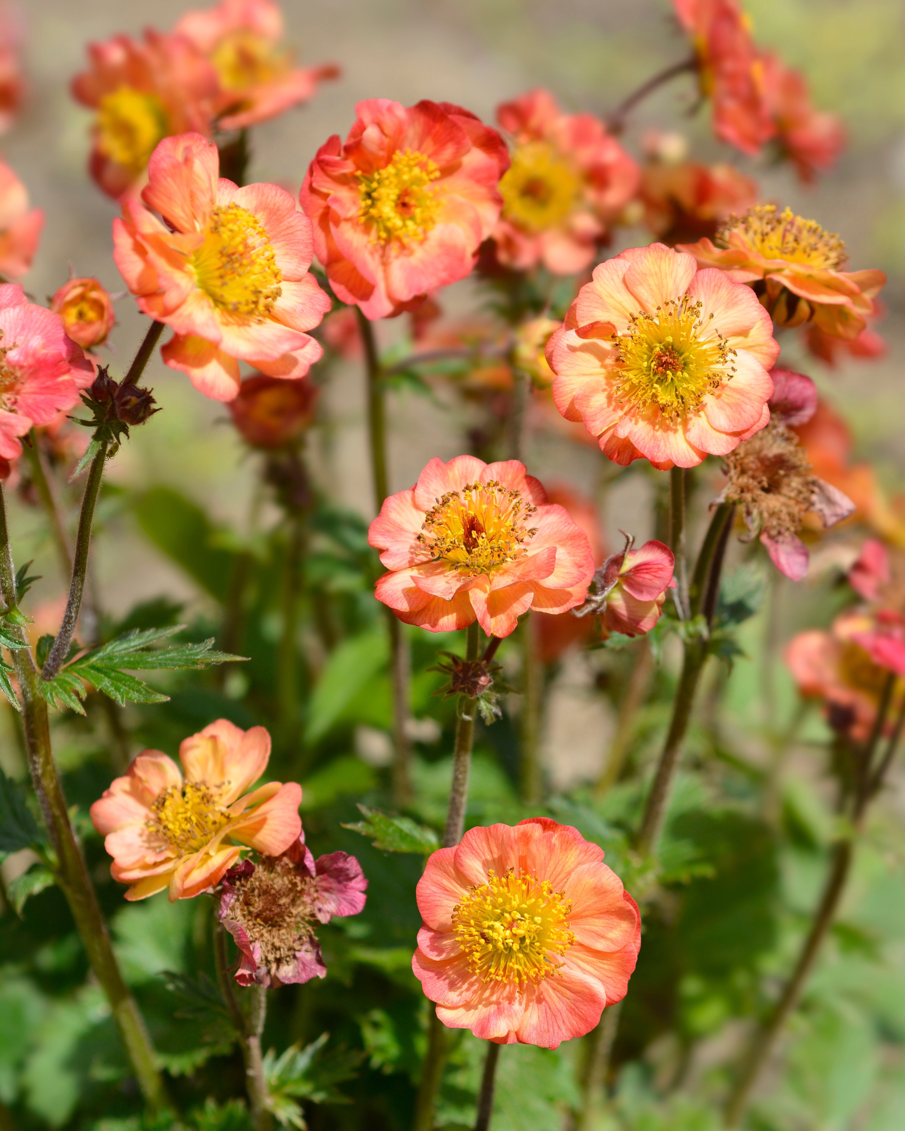 Geum 'Mango Lassi' bare roots | Buy avens online at Farmer Gracy UK