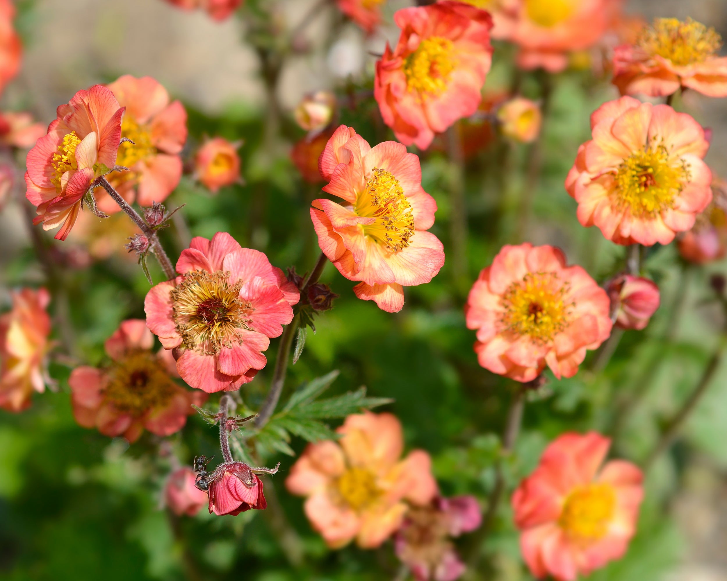 Geum 'Mango Lassi' bare roots | Buy avens online at Farmer Gracy UK