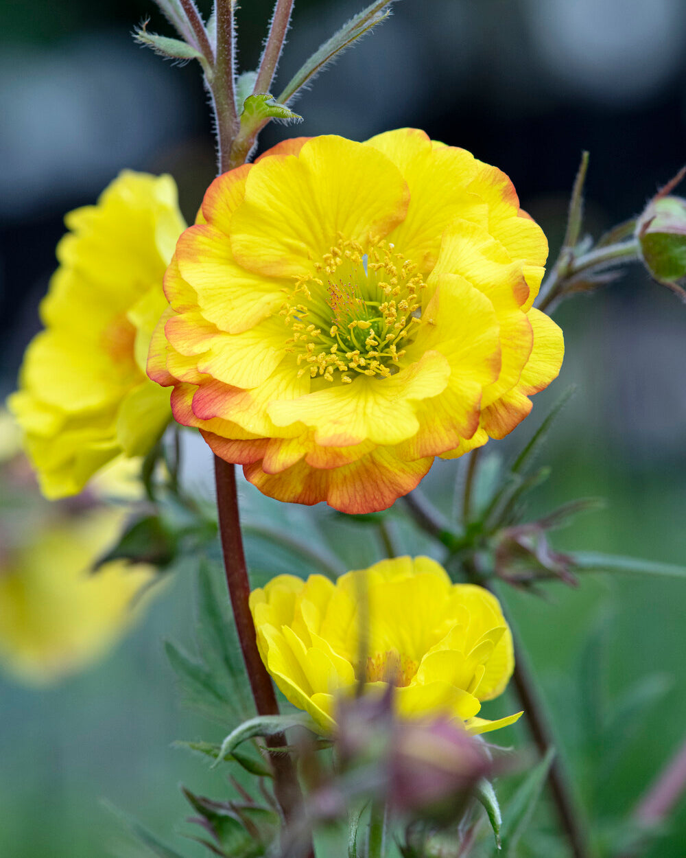 Geum 'Mango Lassi' bare roots | Buy avens online at Farmer Gracy UK
