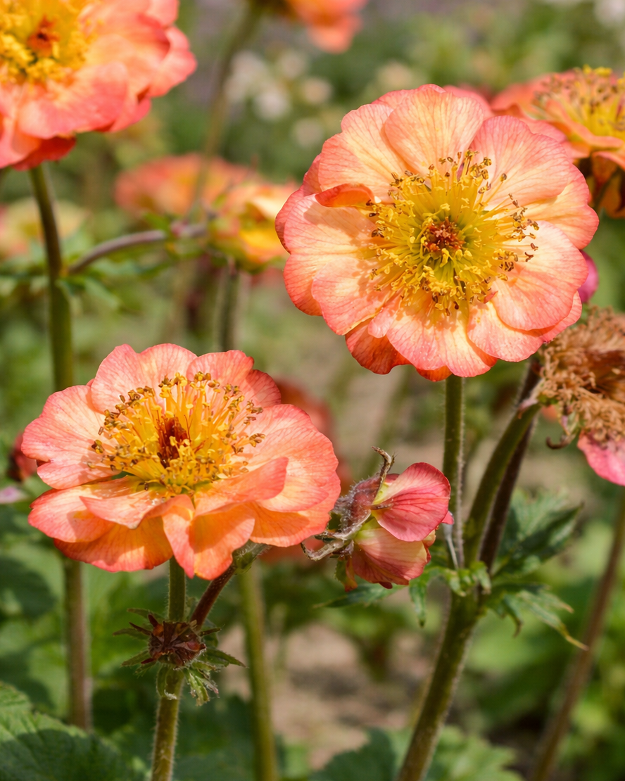 Geum 'Mango Lassi' bare roots | Buy avens online at Farmer Gracy UK