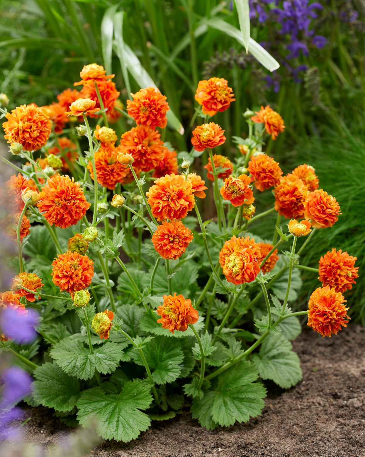 Geum 'Orange Pumpkin' bare roots — Buy double-flowered, ruffled orange ...