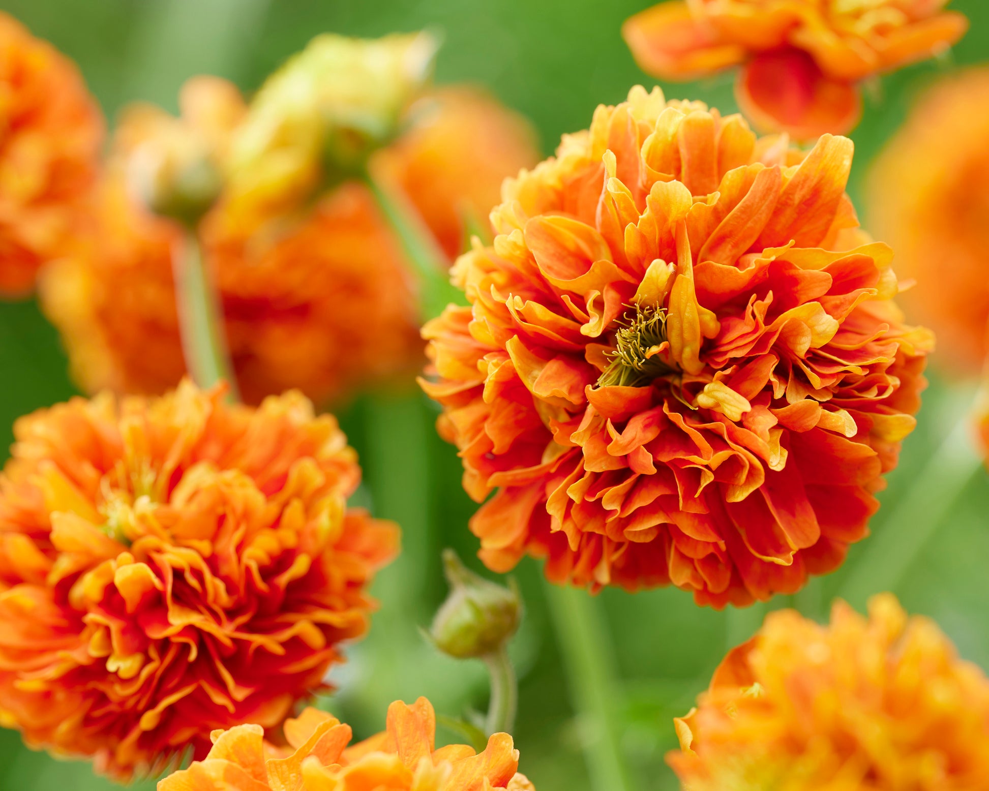 Geum 'Orange Pumpkin' bare roots | Buy double-flowered, ruffled orange ...