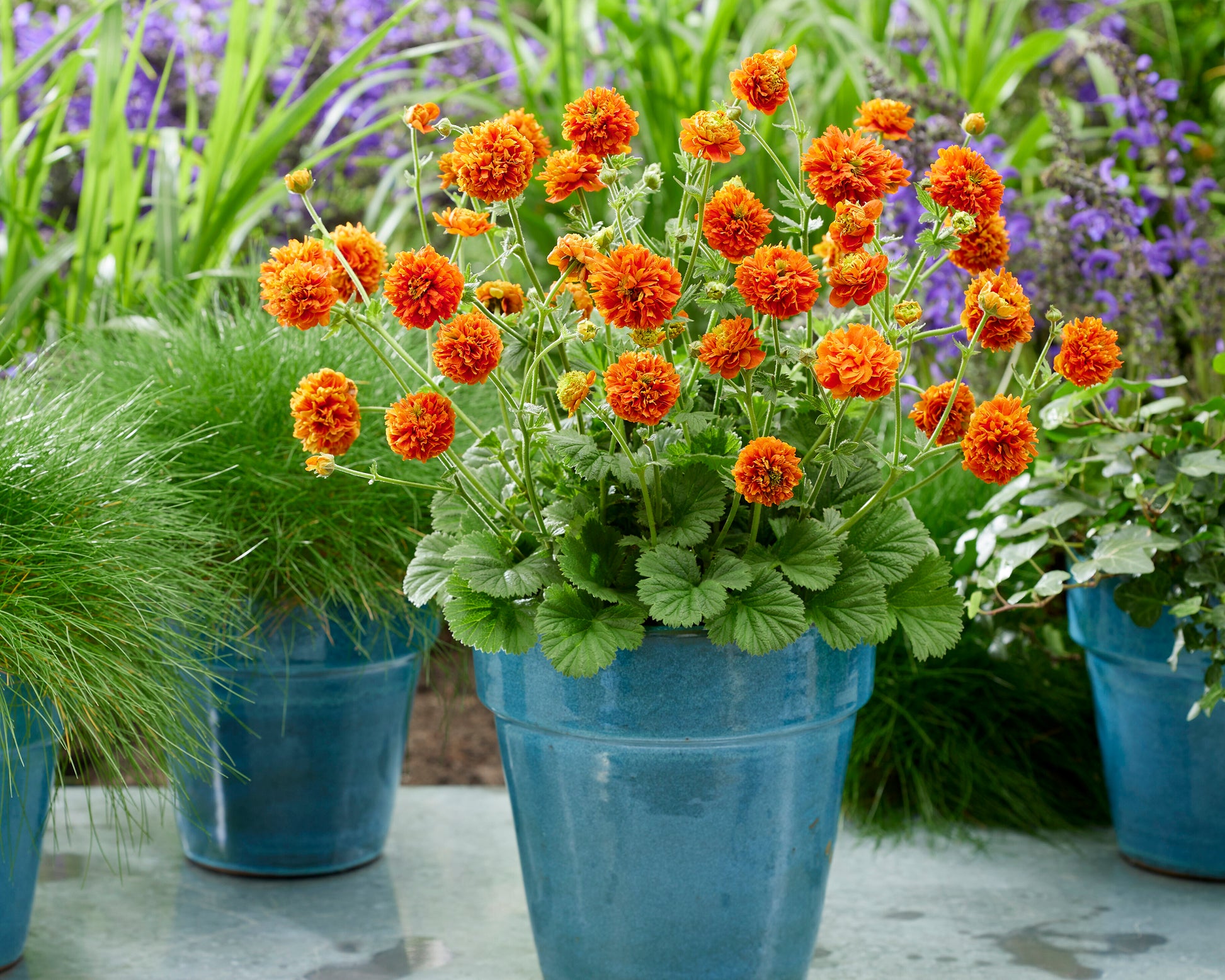 Geum 'Orange Pumpkin' bare roots | Buy double-flowered, ruffled orange ...