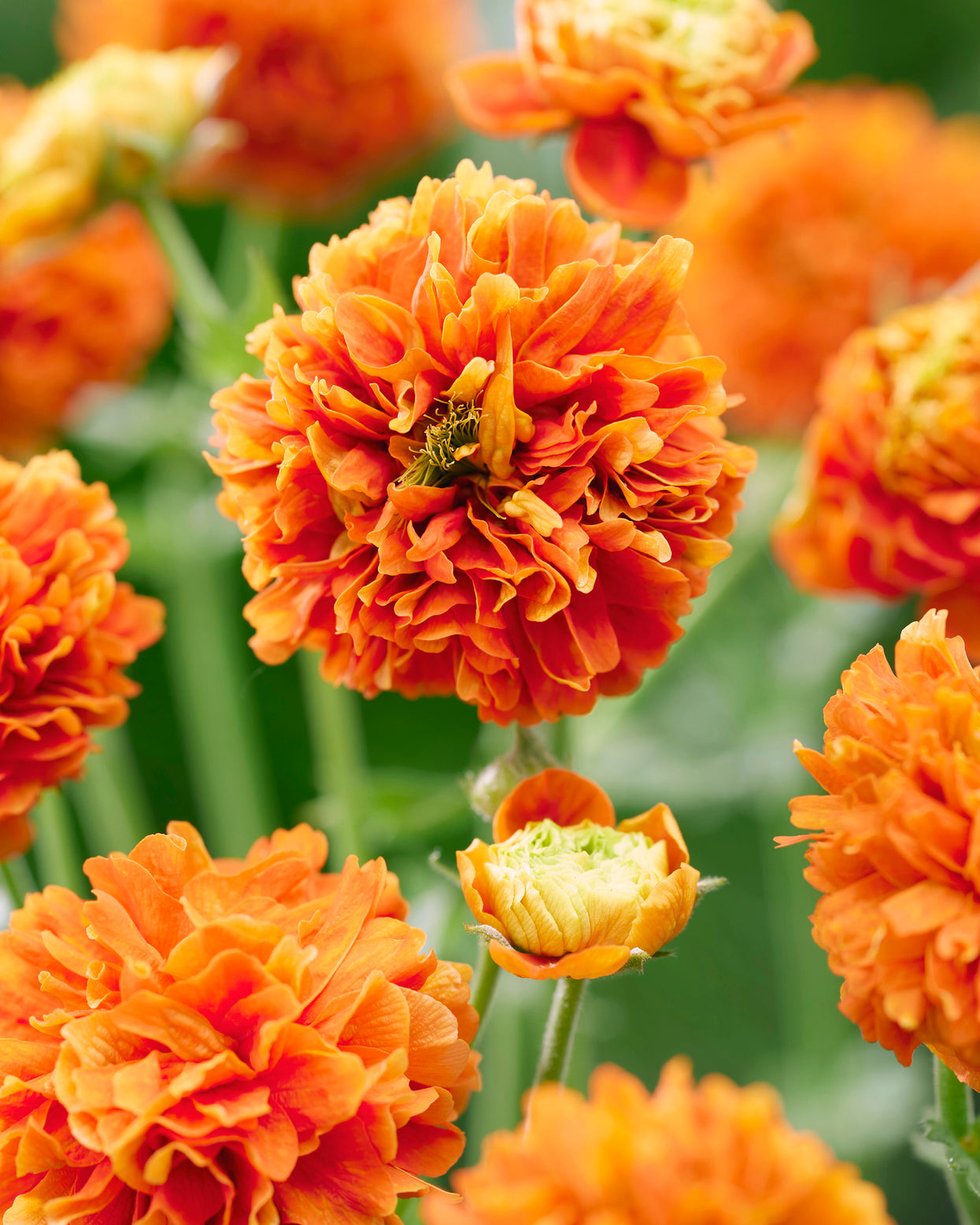Geum 'Orange Pumpkin' bare roots | Buy double-flowered, ruffled orange ...