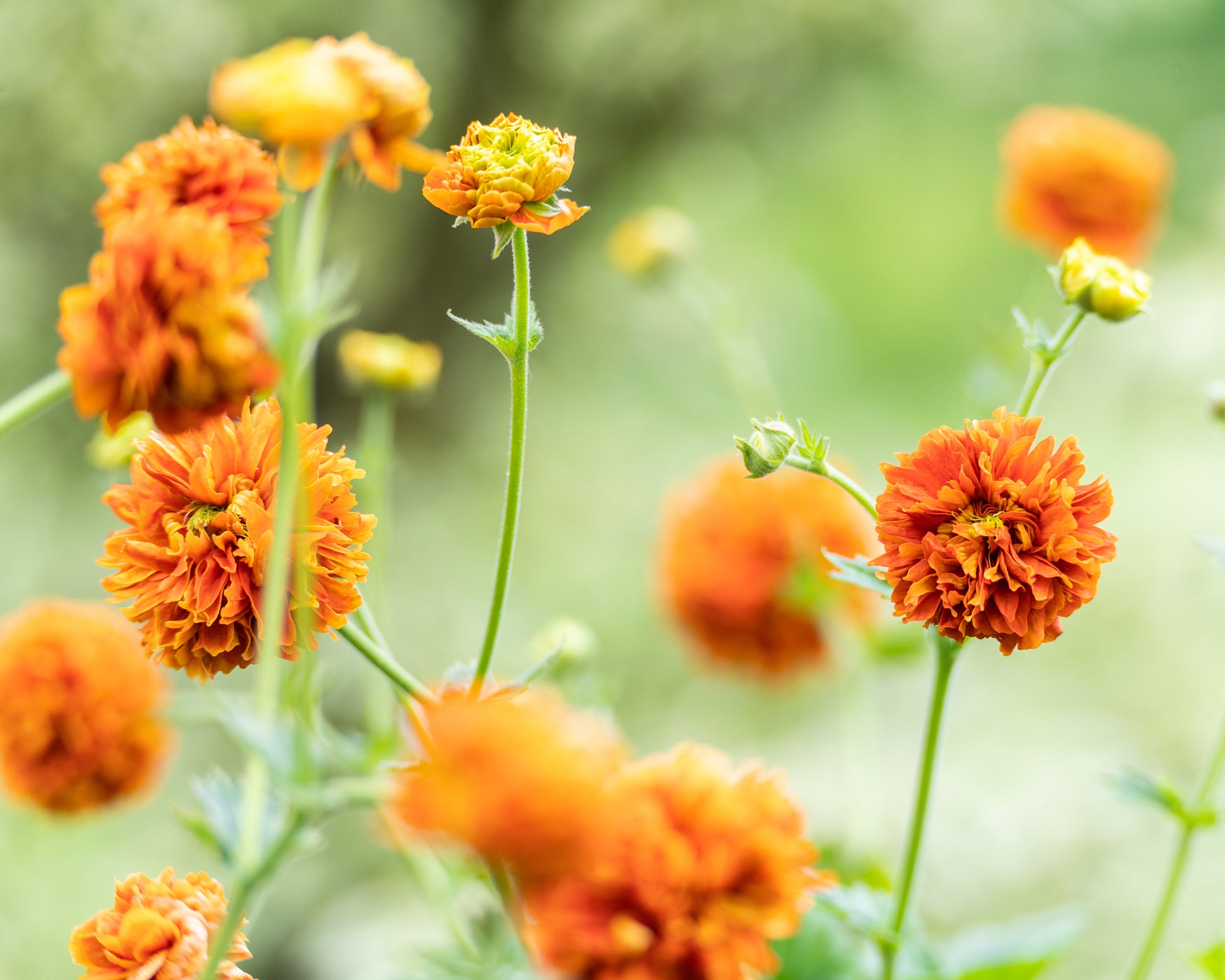 Geum 'Orange Pumpkin' bare roots | Buy double-flowered, ruffled orange ...